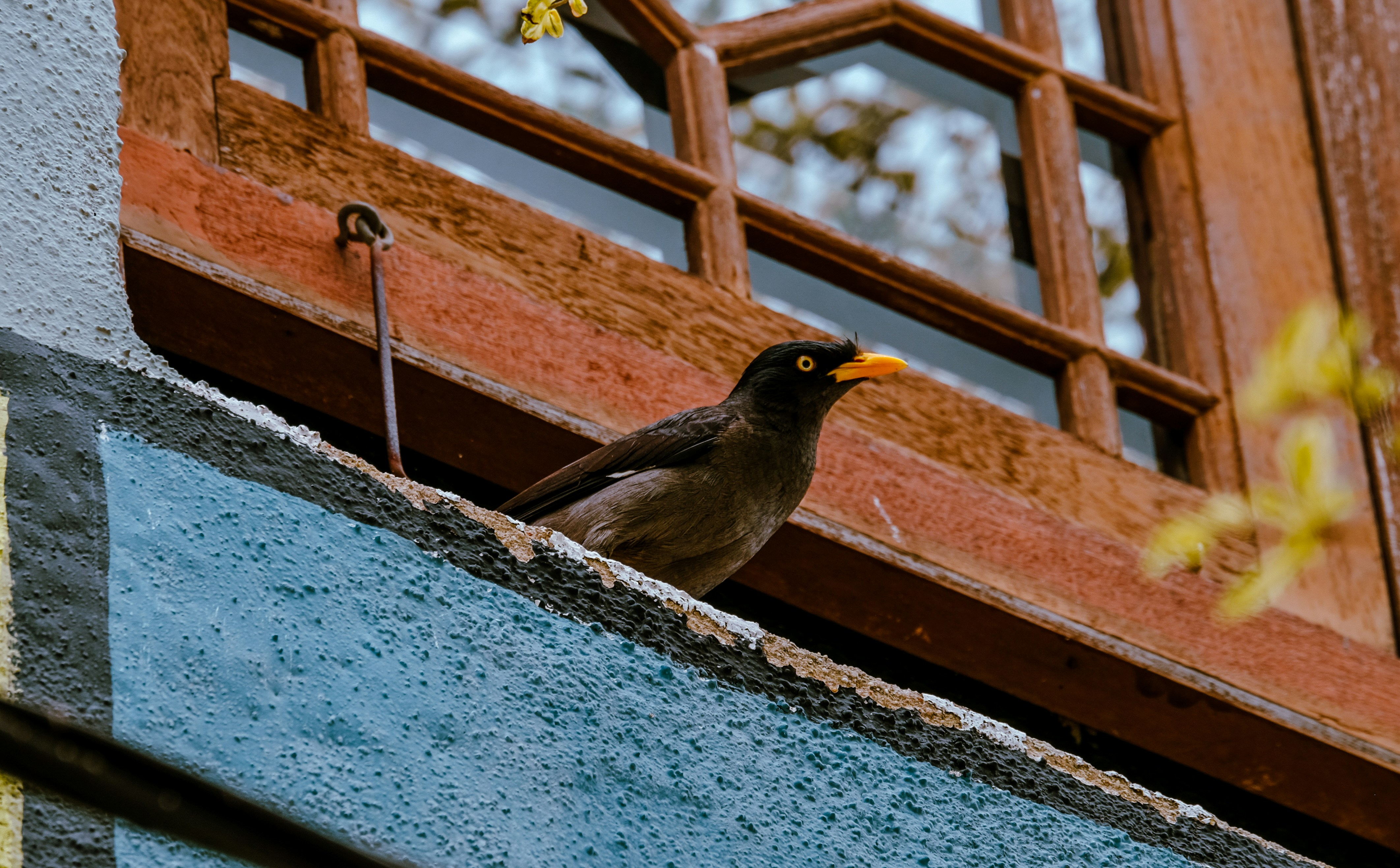 A blackbird perched on a colorful wall beneath a wooden window, showcasing its vibrant orange beak against the textured backdrop.