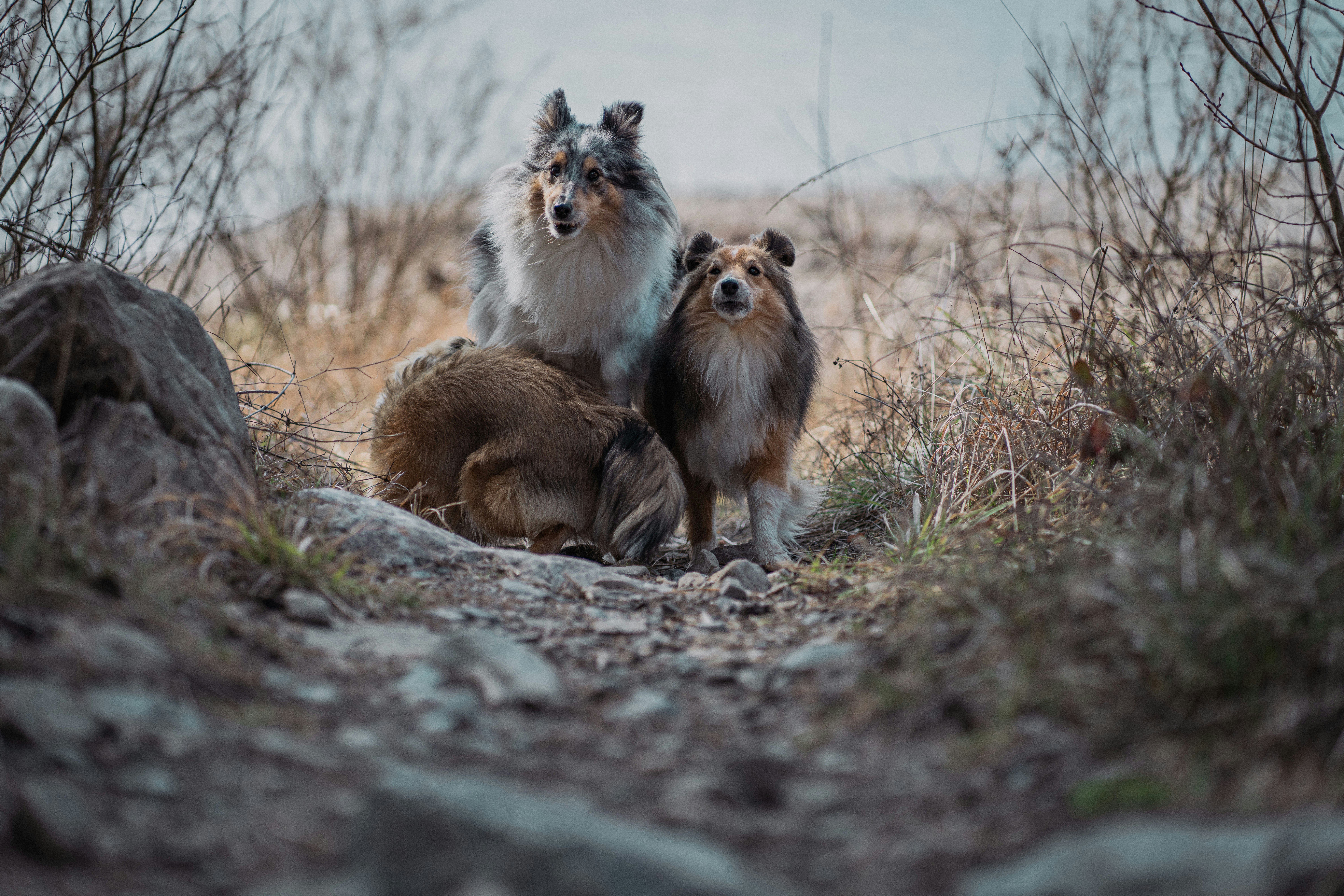 Three-Guardians on a Rugged Path