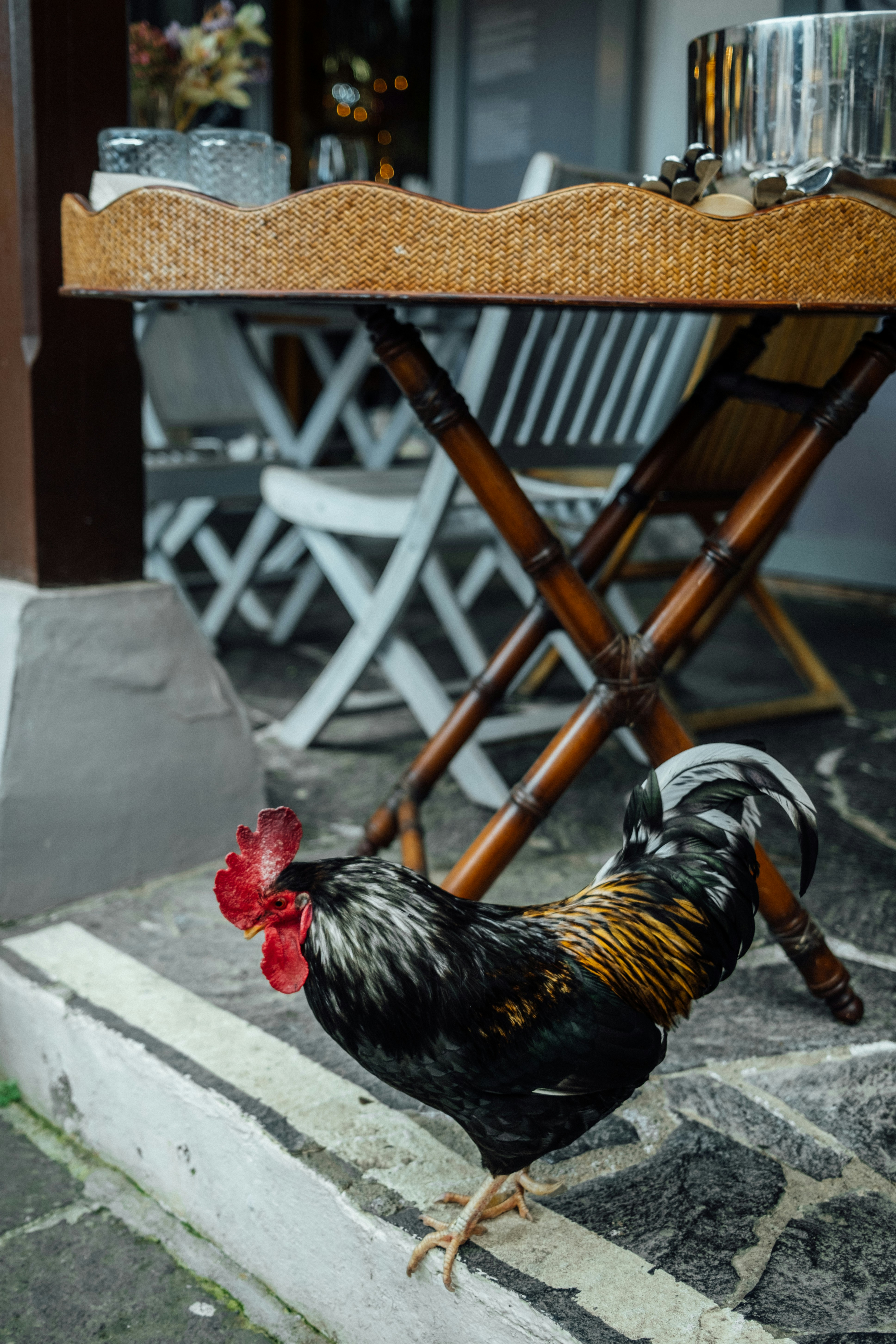 Terrace Sentinel: A Rooster Pauses by the Woven Café Table