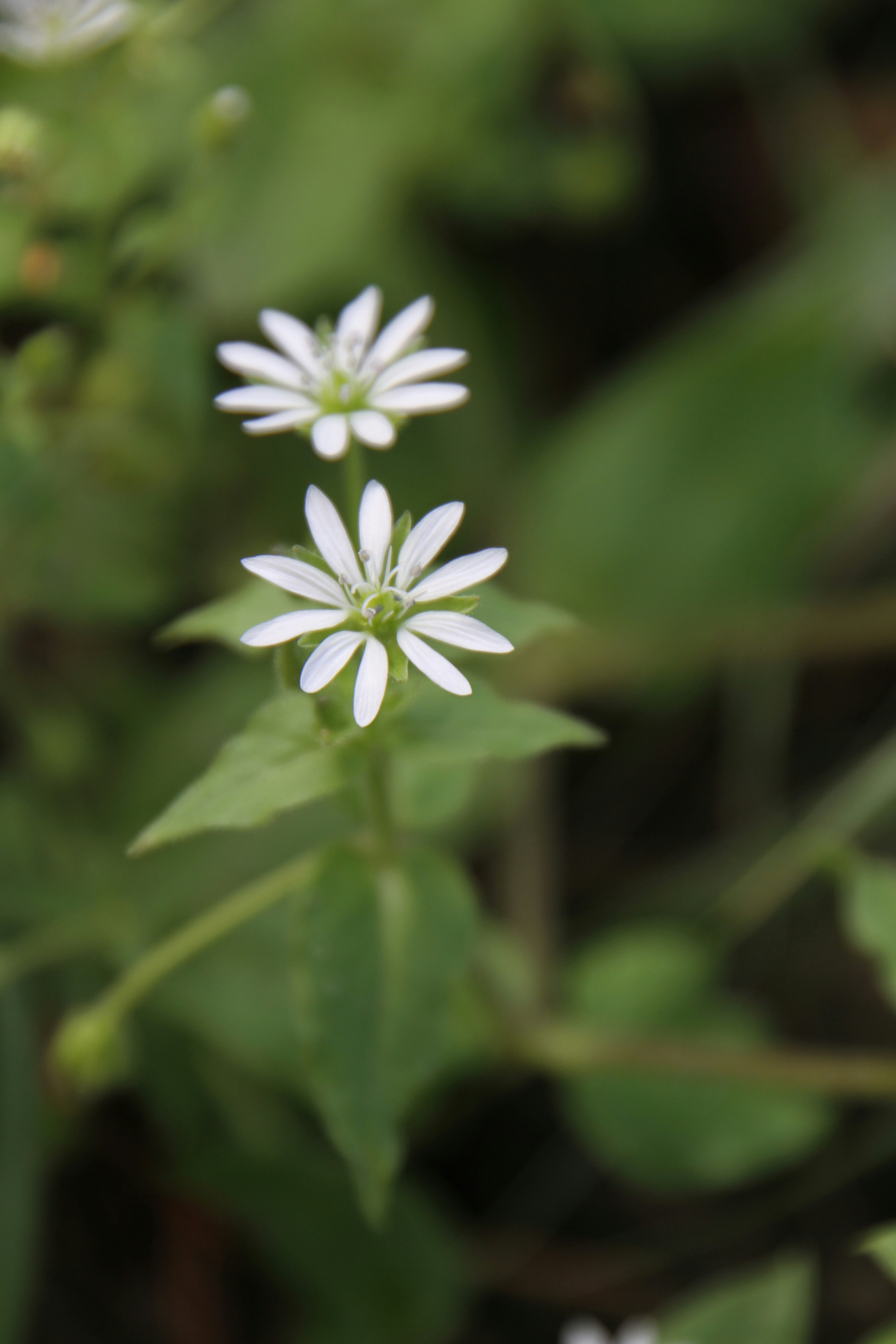 Twin White Starflowers Reaching Through Green Veil