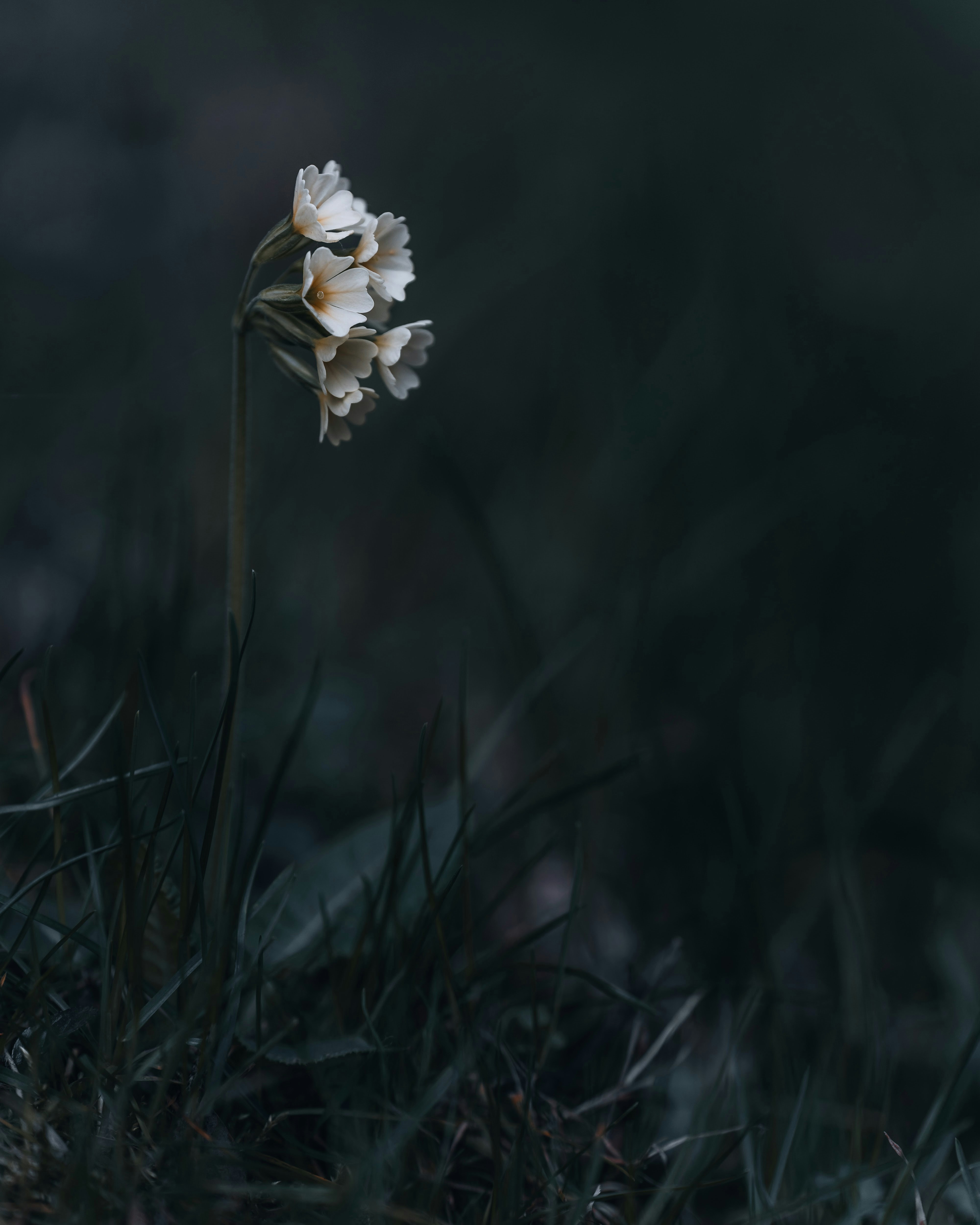 A solitary white bloom crowned by the shadowed meadow