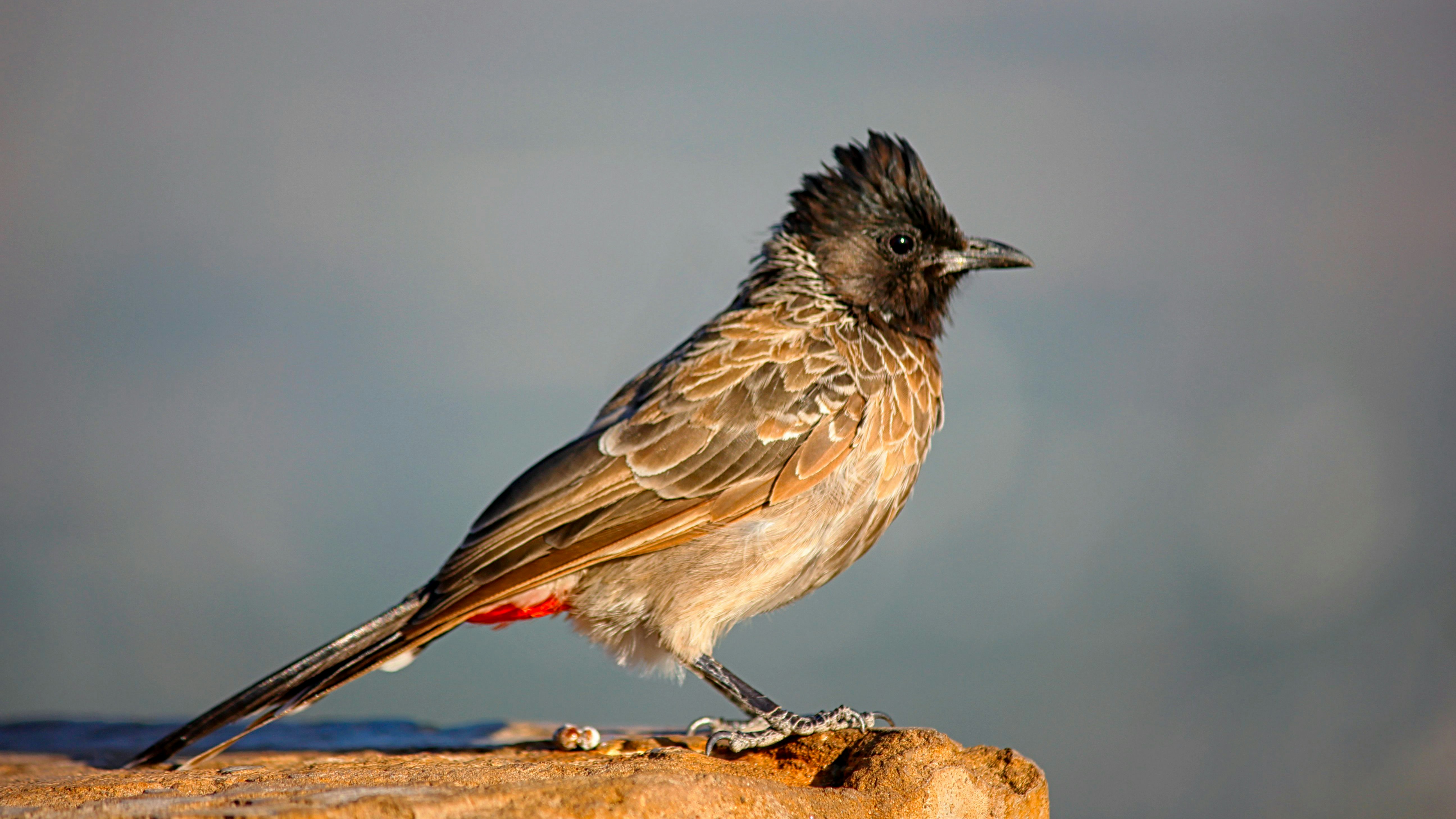 Bird perched on a rocky surface, showcasing its intricate feather patterns and vibrant colors against a blurred background.