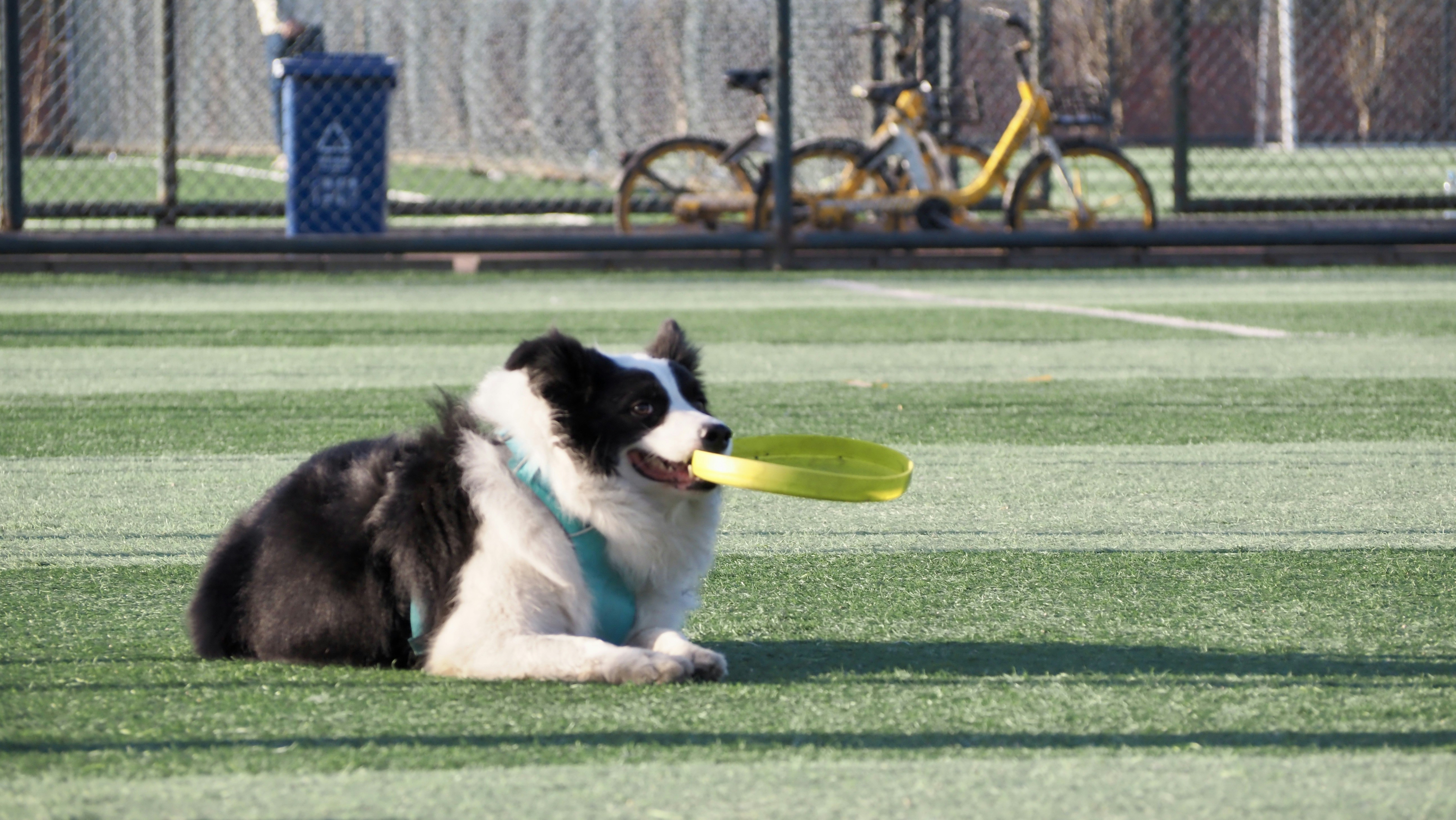 a black and white dog with a frisbee in its mouth