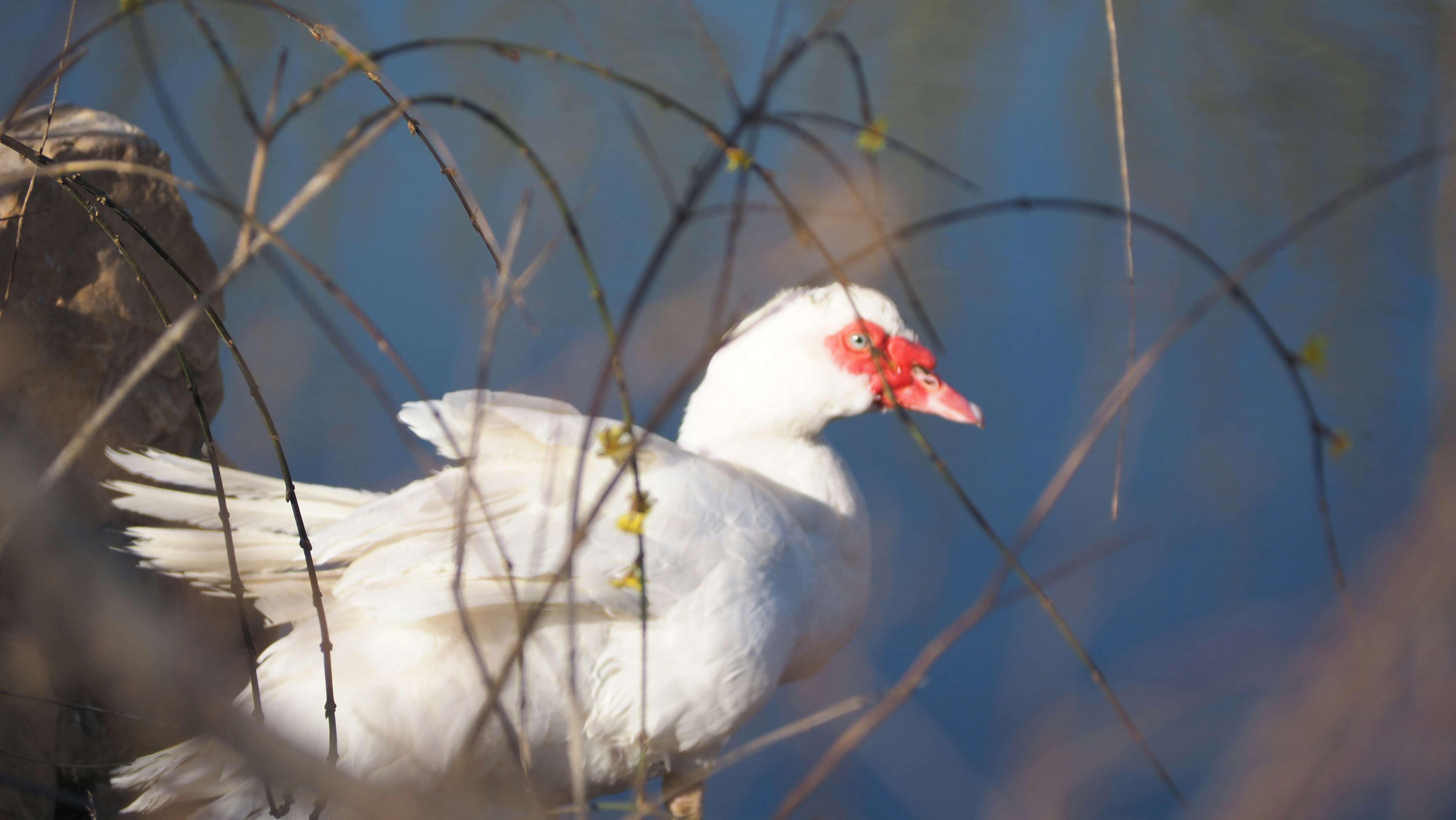 White Moorhen Amid Thorny Veil