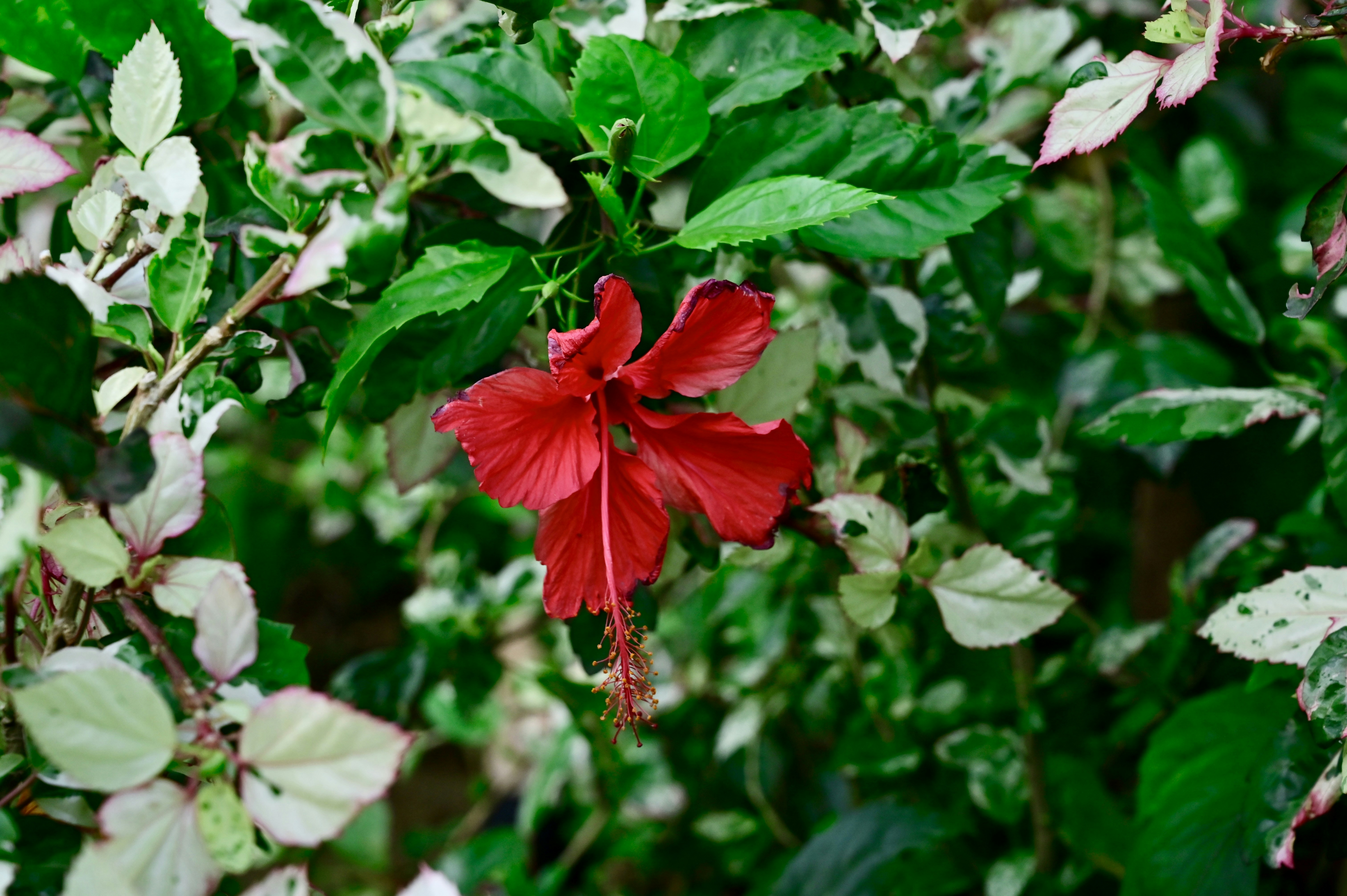 Crimson Hibiscus Rising Through a Green Tangle