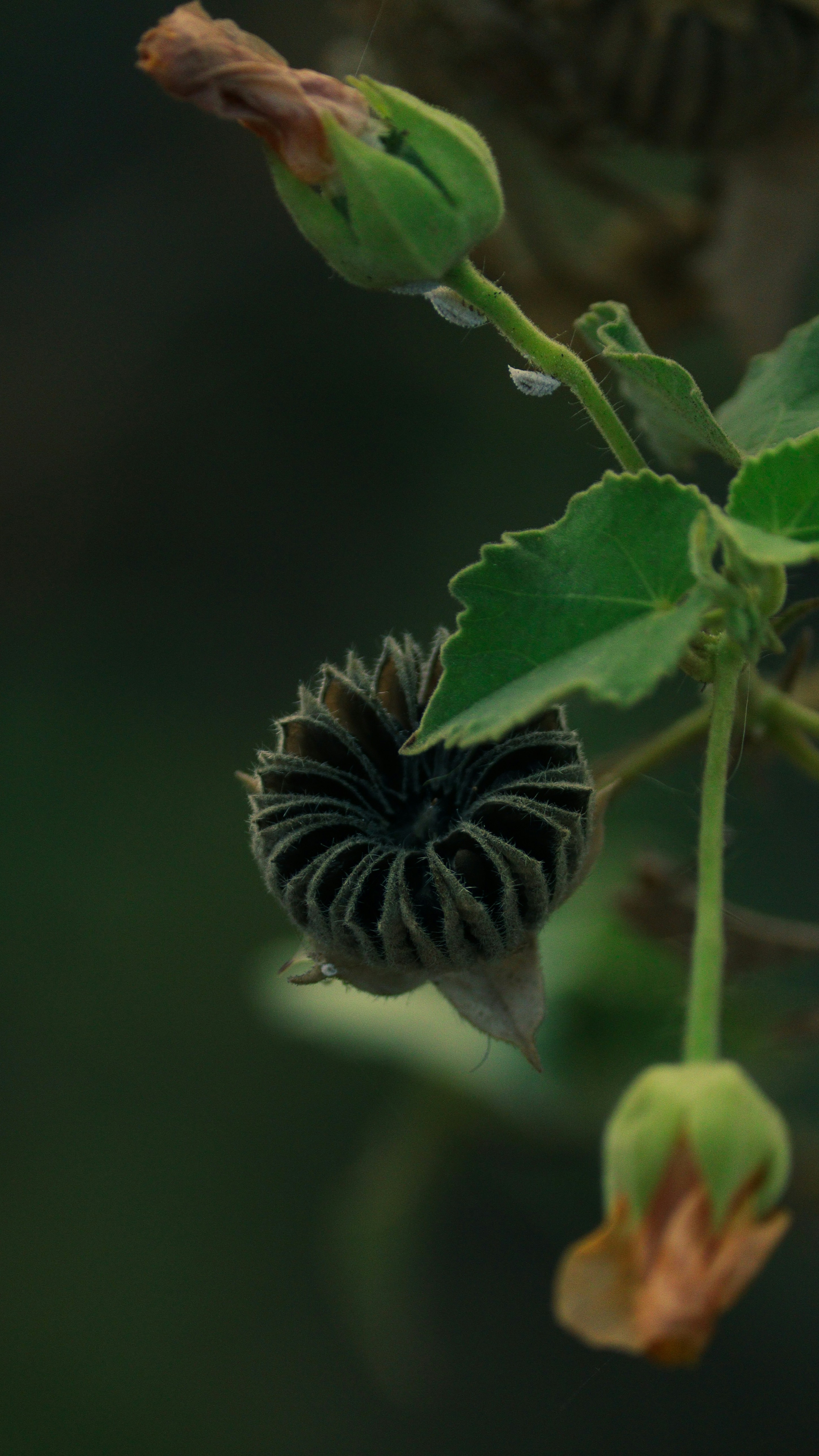 a caterpillar crawling on a green leafy plant