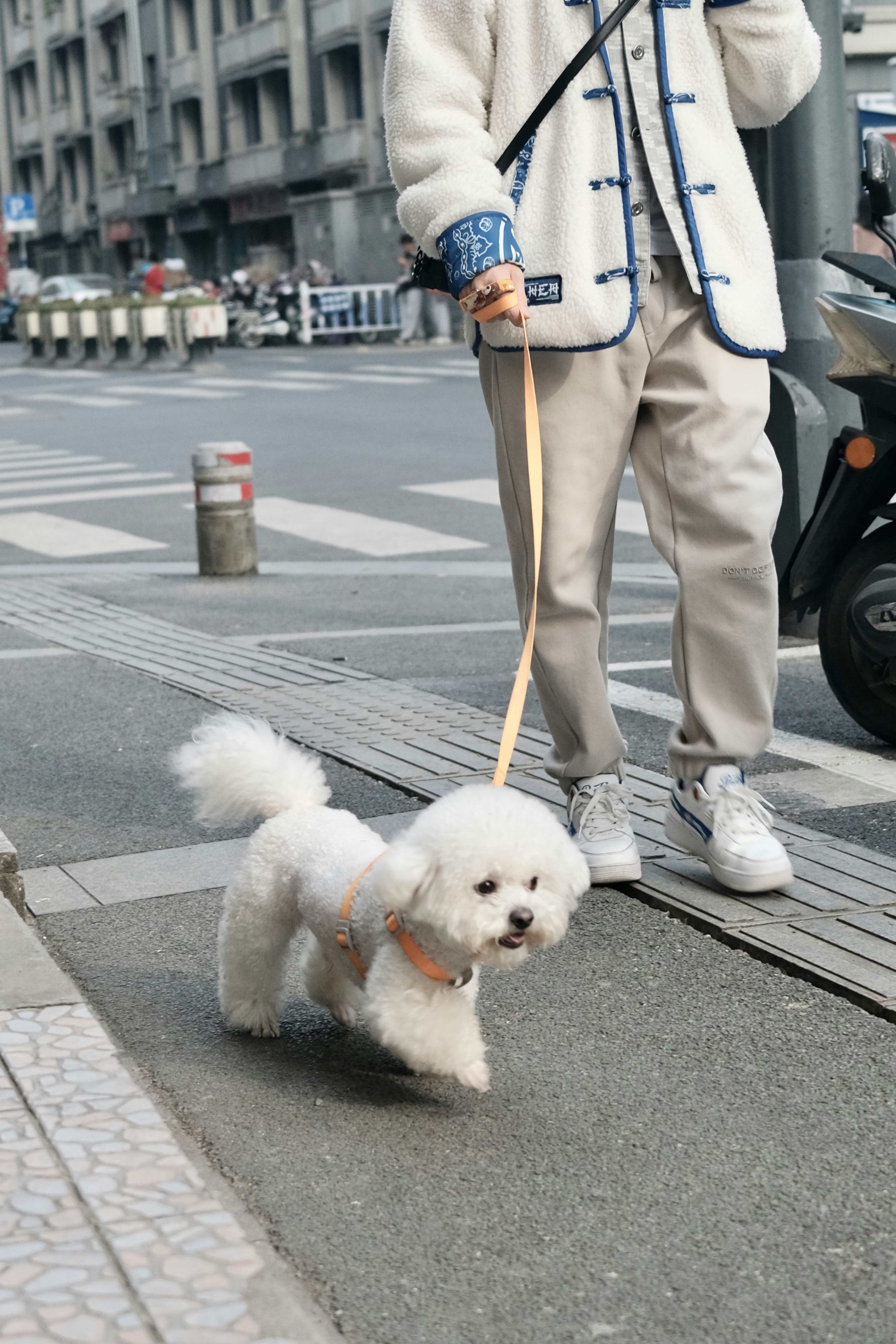 a man walking a small white dog on a leash