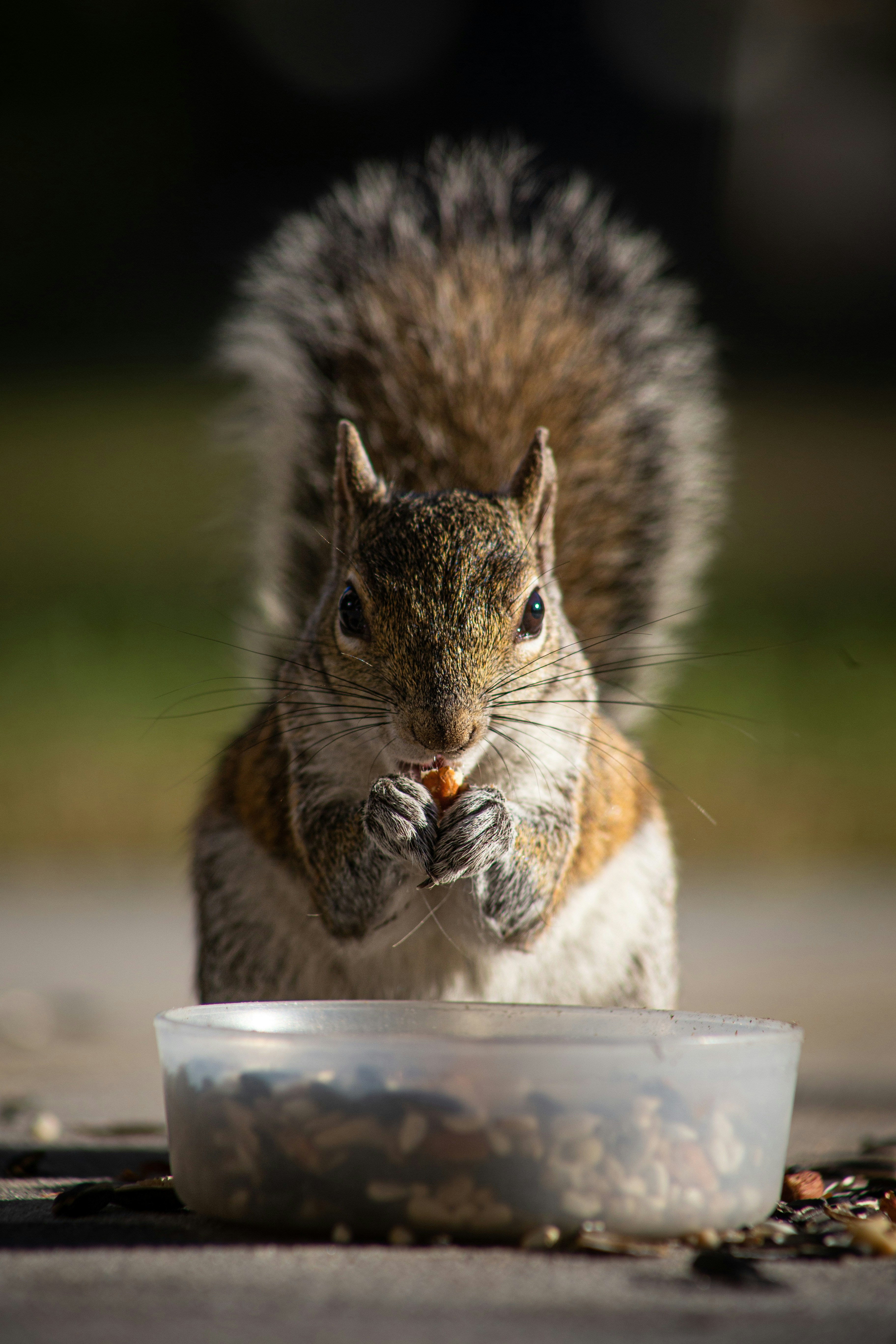 Nutty Connoisseur: A Squirrel's Precision Bite at the Snack Bowl