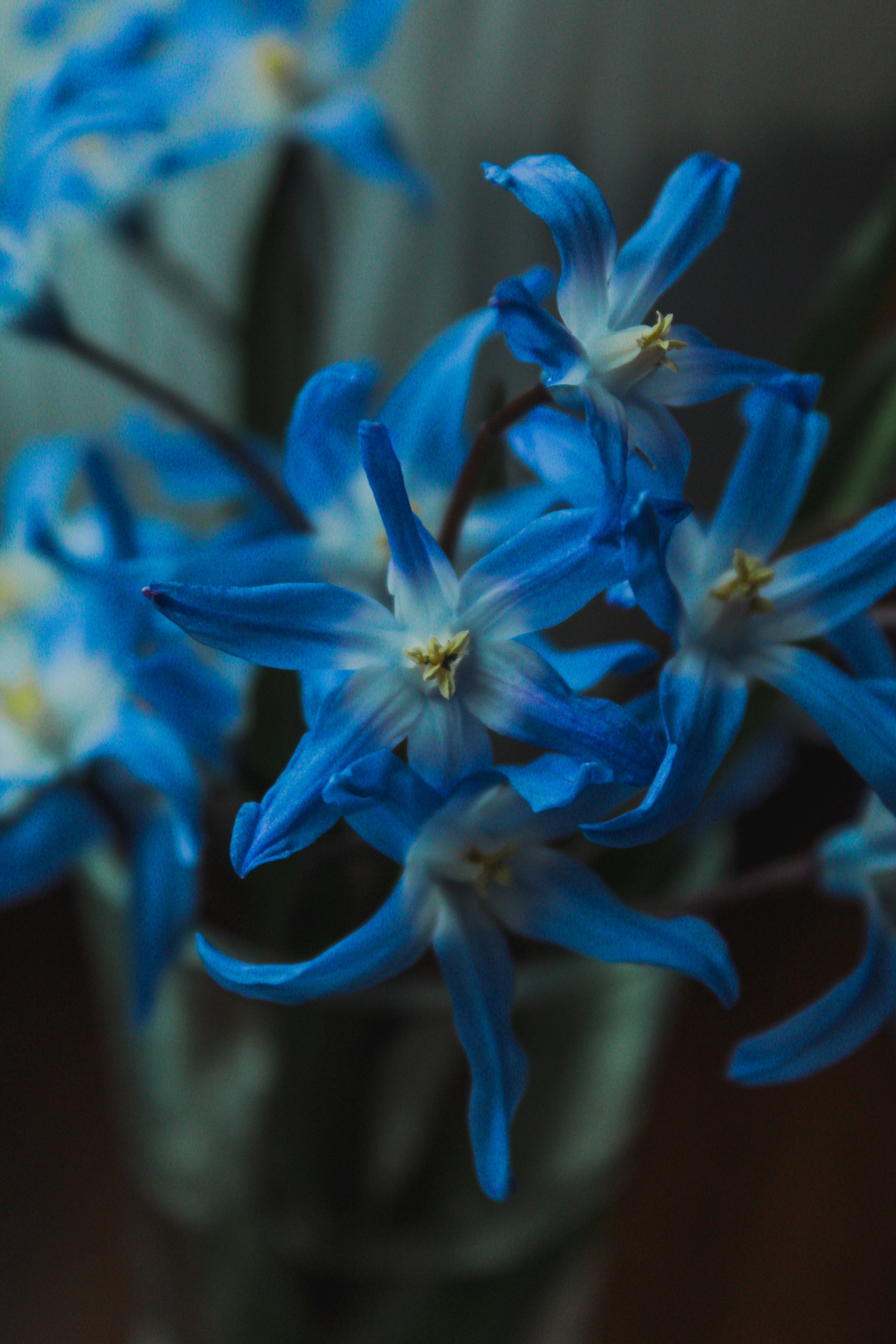 A bunch of blue flowers in a vase photo – Free Flowers Image on Unsplash