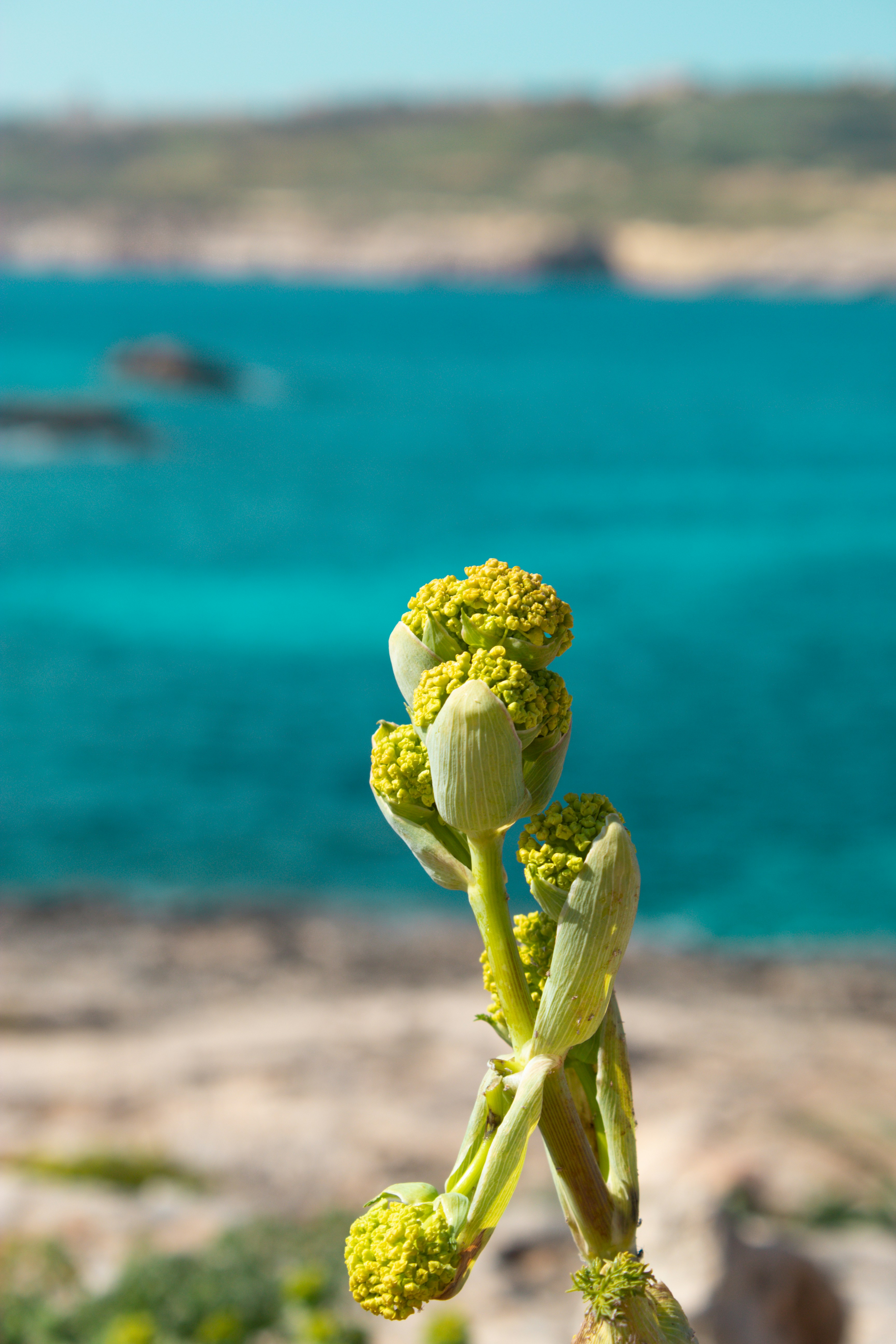 Coastal Bud in Focus: a Sunlit Sprout Against Turquoise Waters