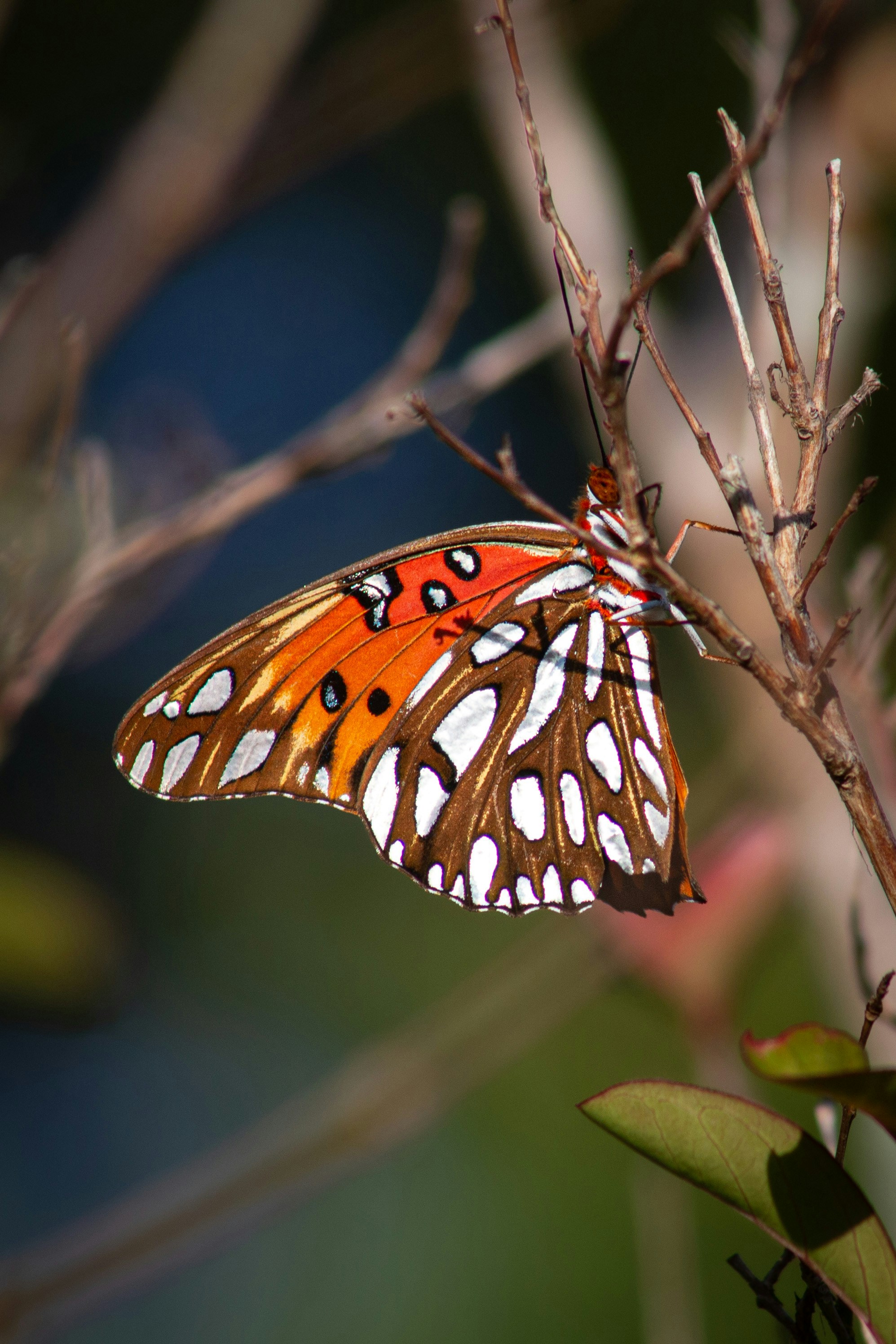 A close up of a butterfly on a tree branch photo – Free Butterfly Image ...