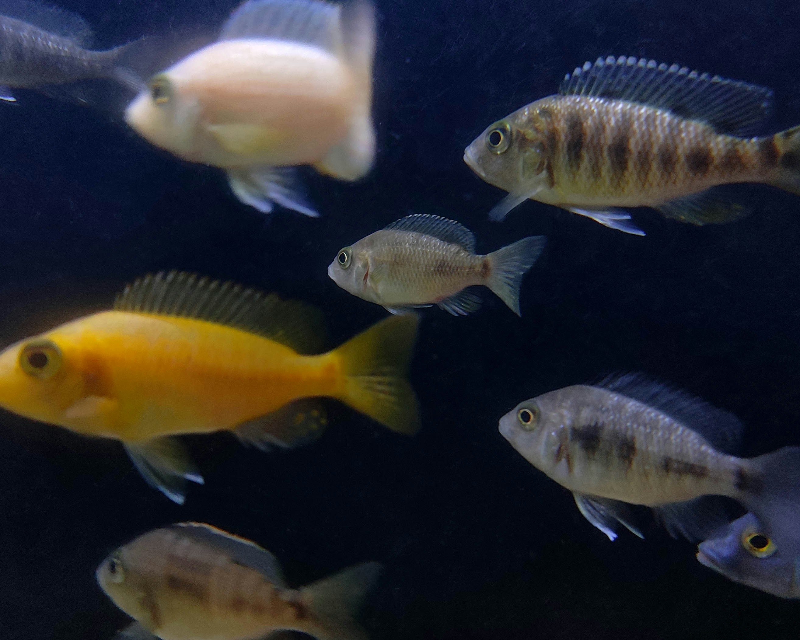 Gold Speck Amid Stripes: A Quiet Aquarium Ballet