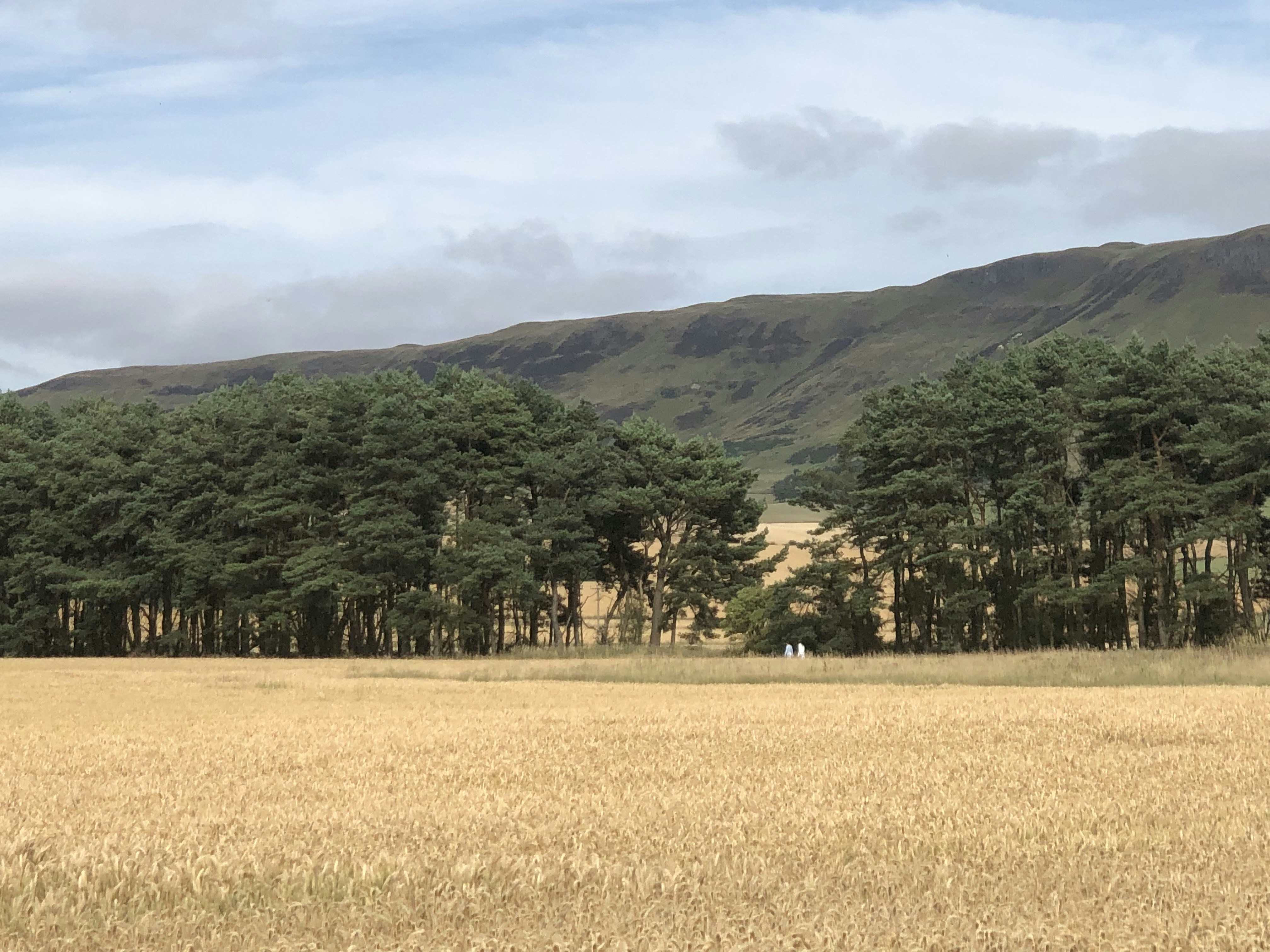 Golden Field Meets Silent Ridge