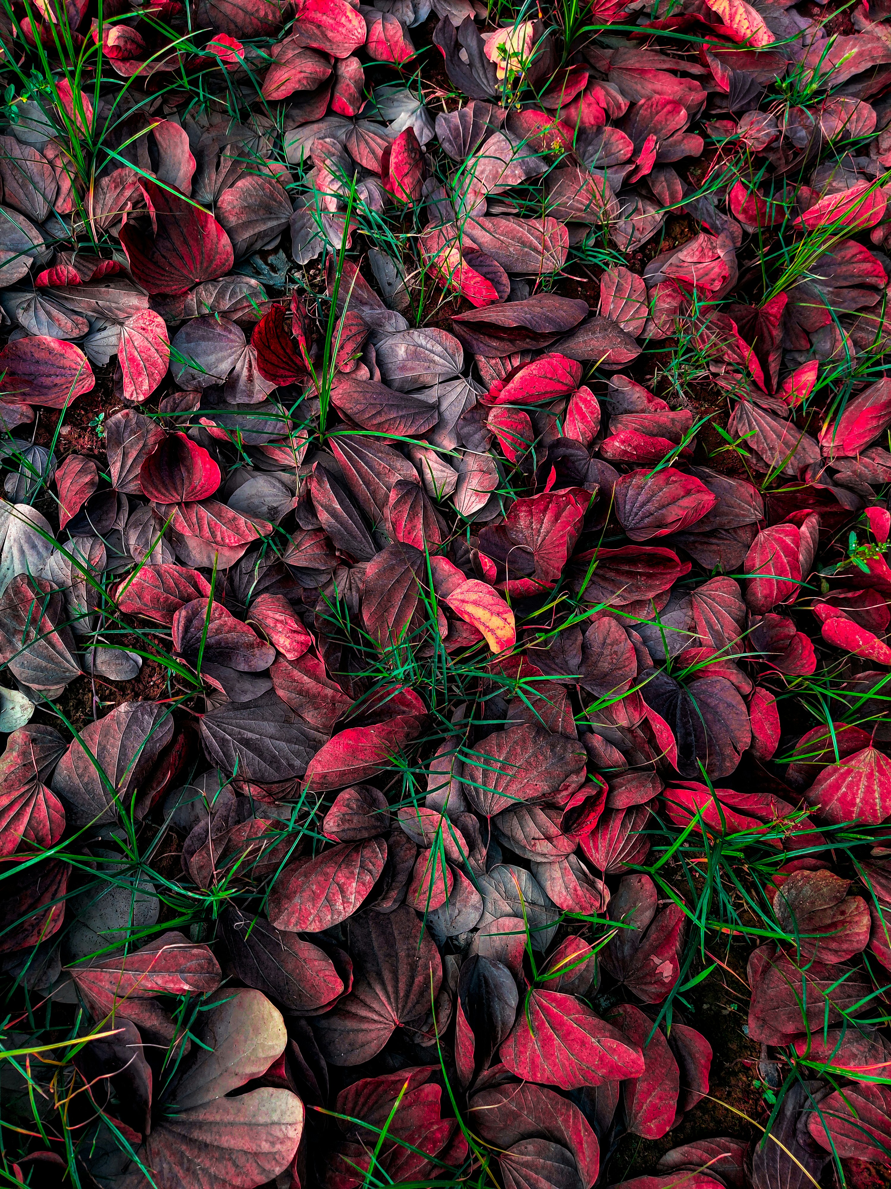 Crimson Tapestry of Autumn's Farewell
