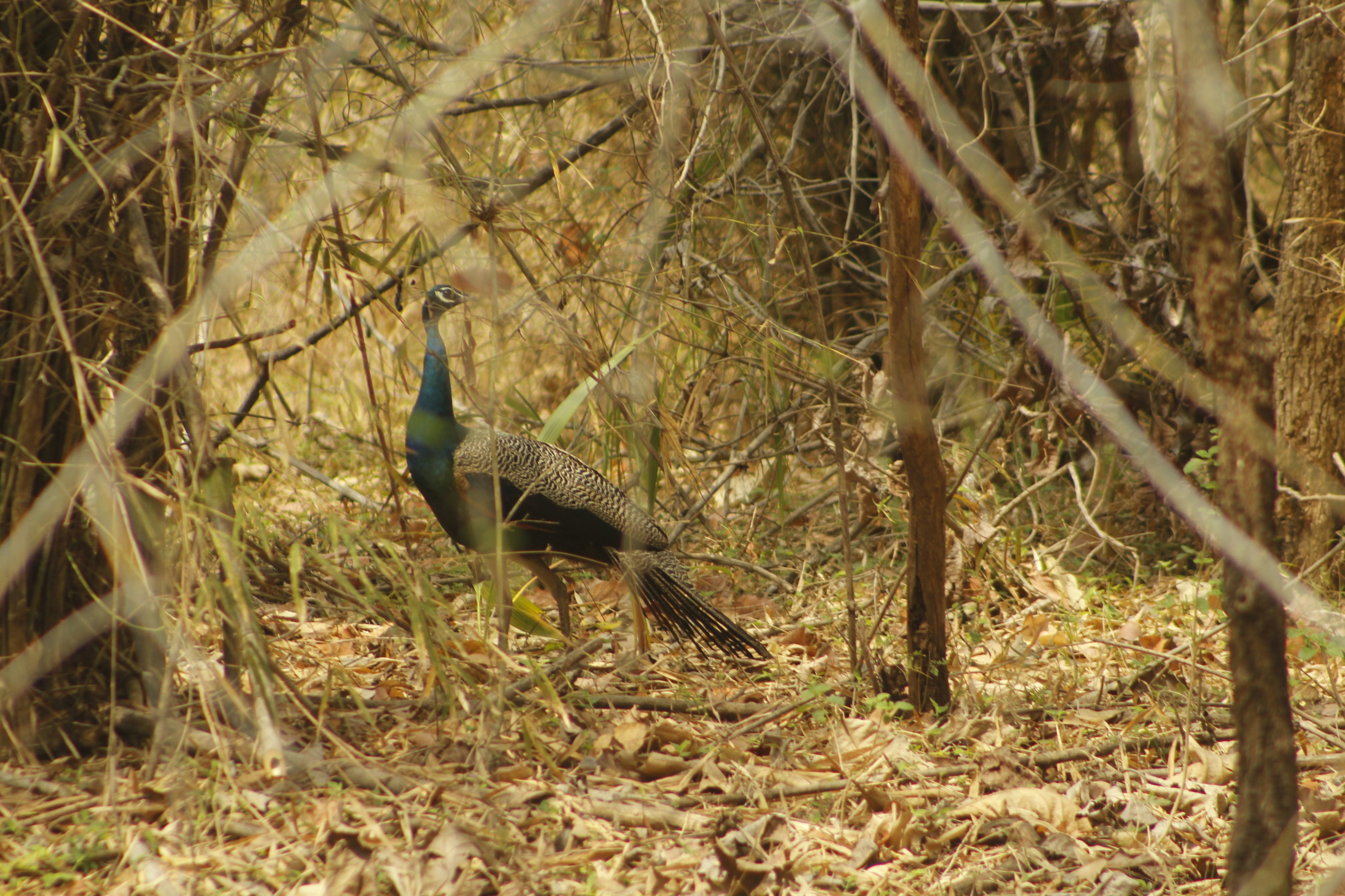 Peacock standing quietly among dry forest underbrush.