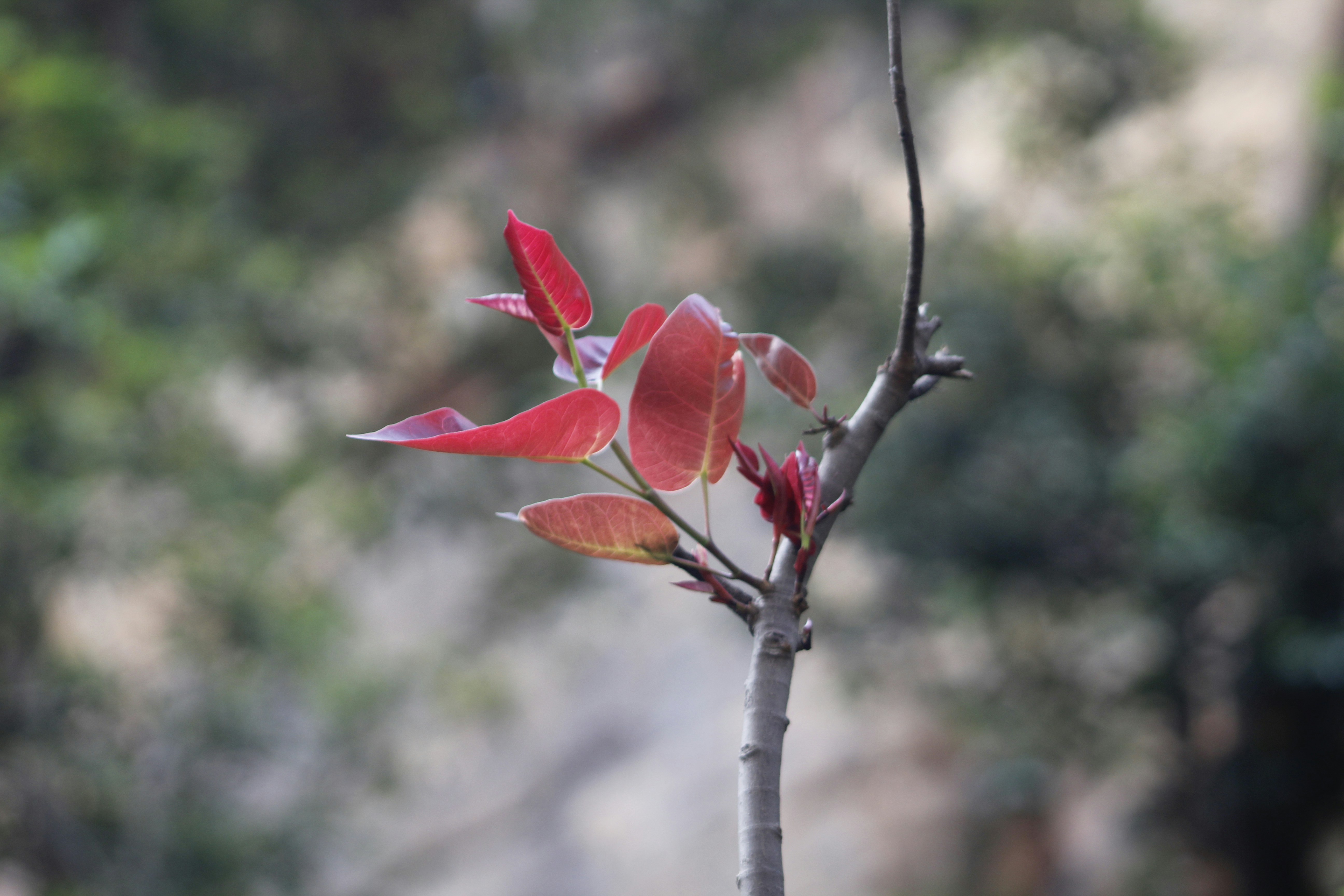 Una pequeña rama con hojas rojas foto – Imagen de Umamaheswaram ...