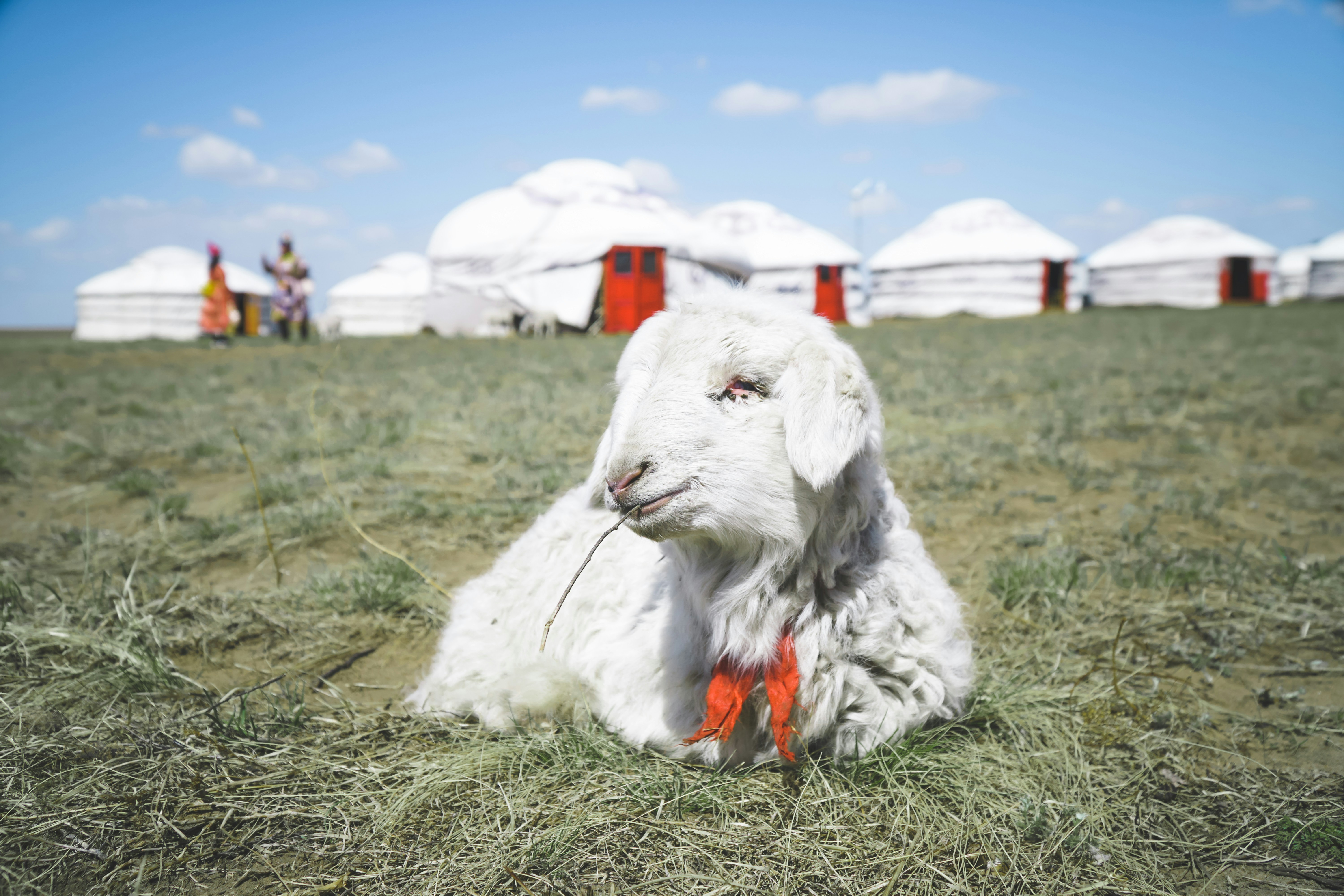 Une chèvre blanche couchée sur un champ couvert d’herbe photo – Photo # ...
