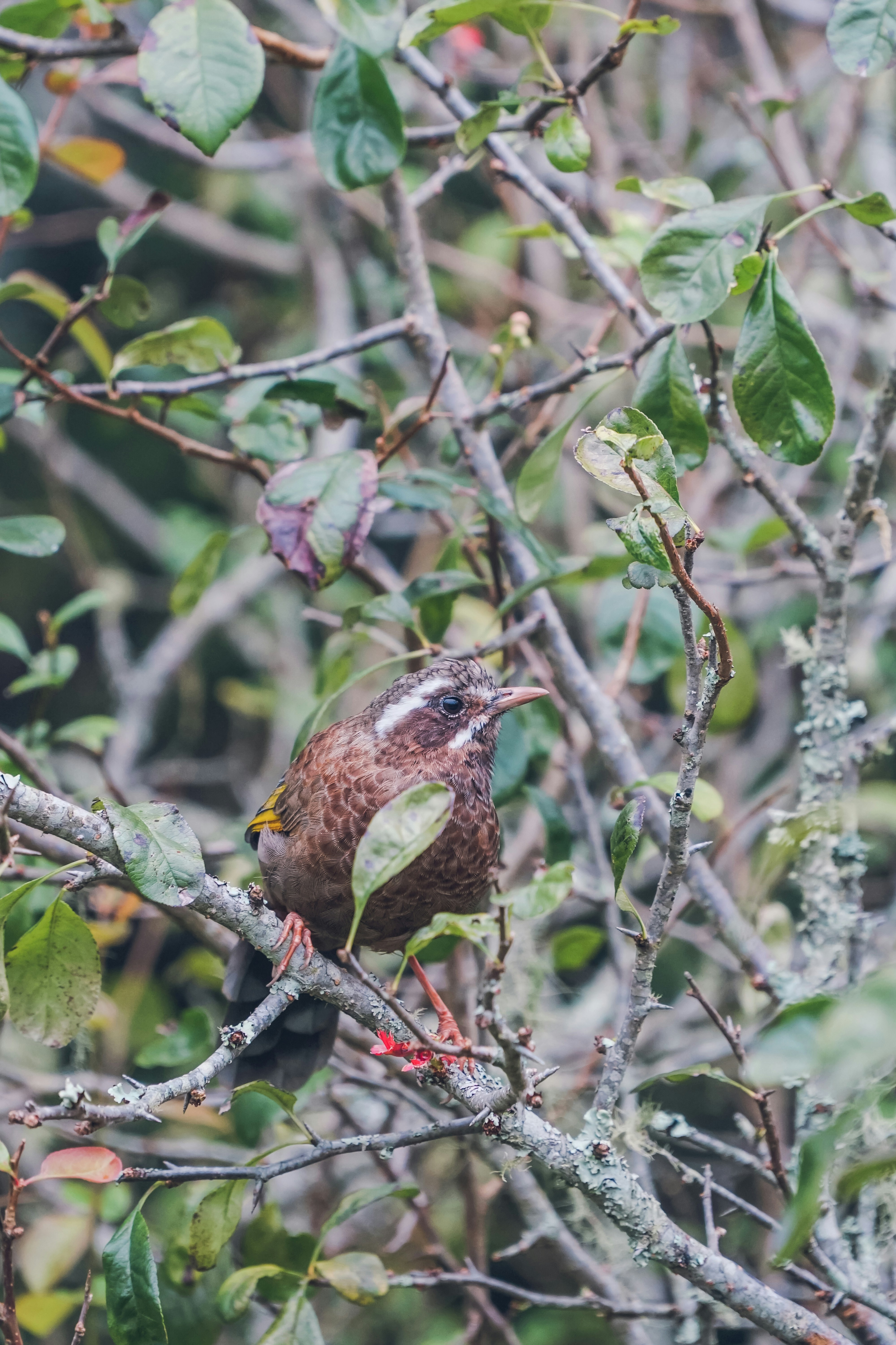 Brown Songbird Perched in a Tangle of Hedge and Twig