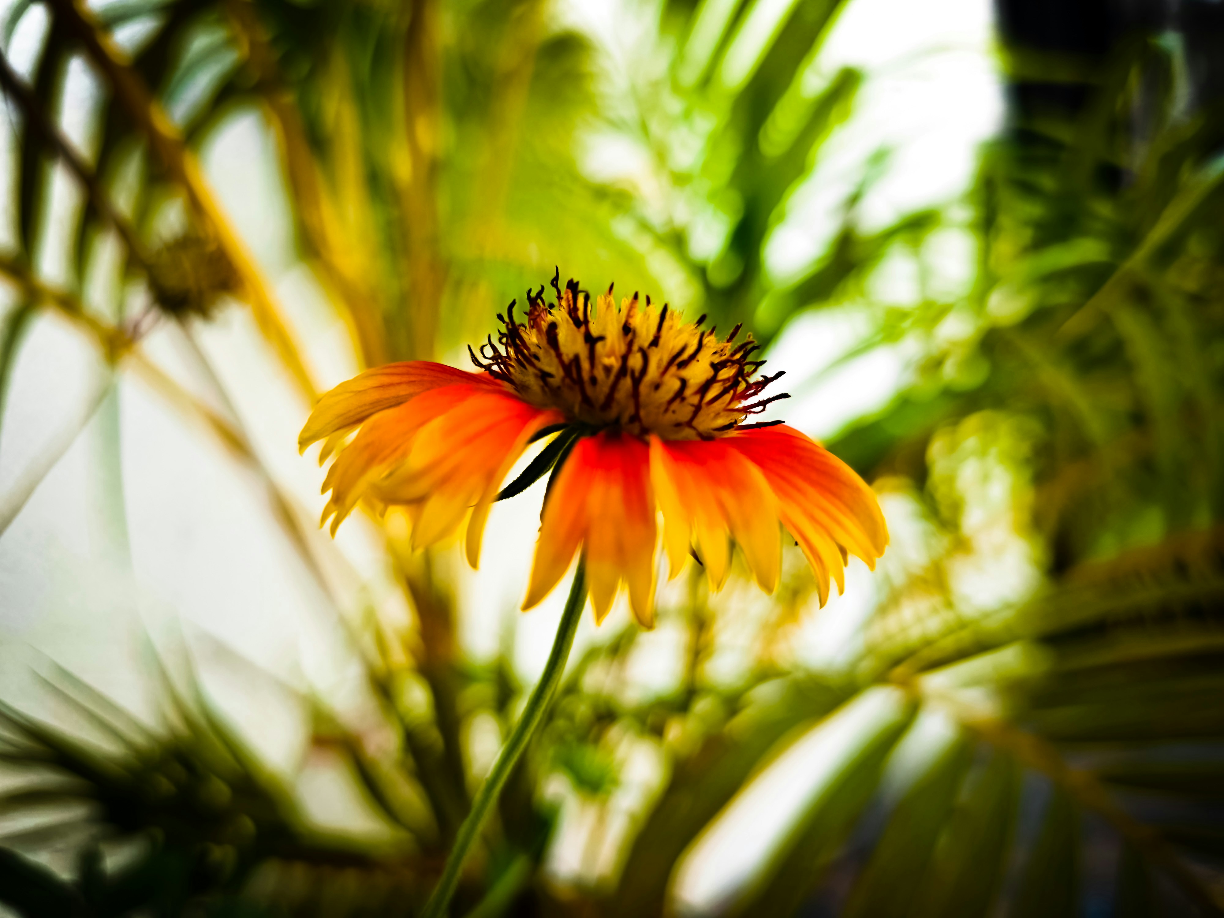 a close up of a flower with a blurry background