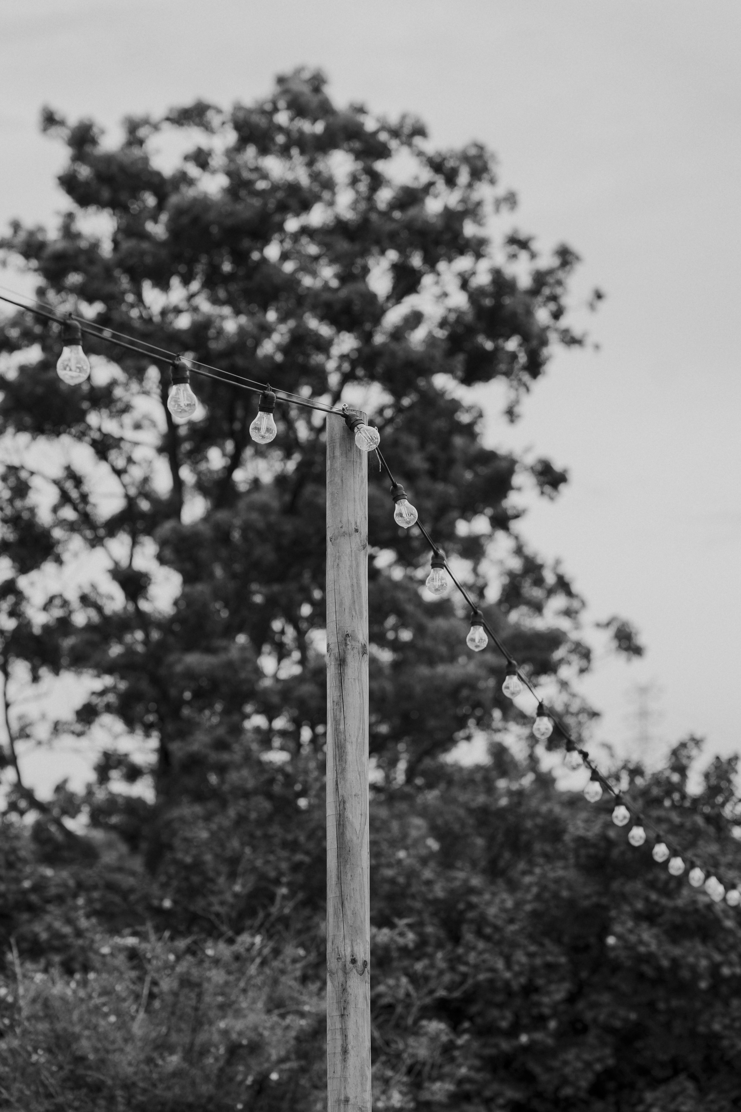 Black And White Letter T In Nature