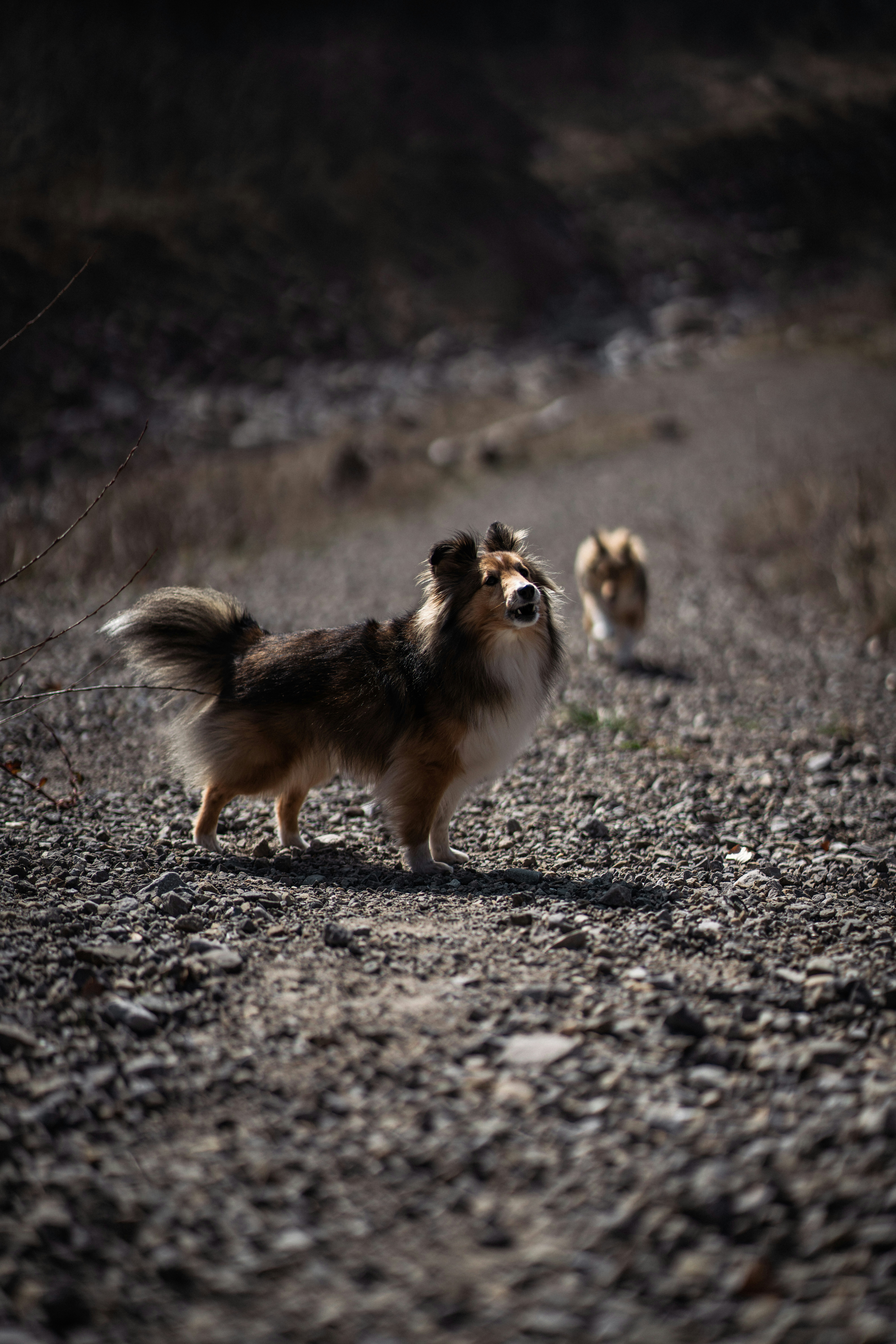 Gravel Trail Portrait: A Foreground Sheltie Faces the Light as a Second Shadow Recedes
