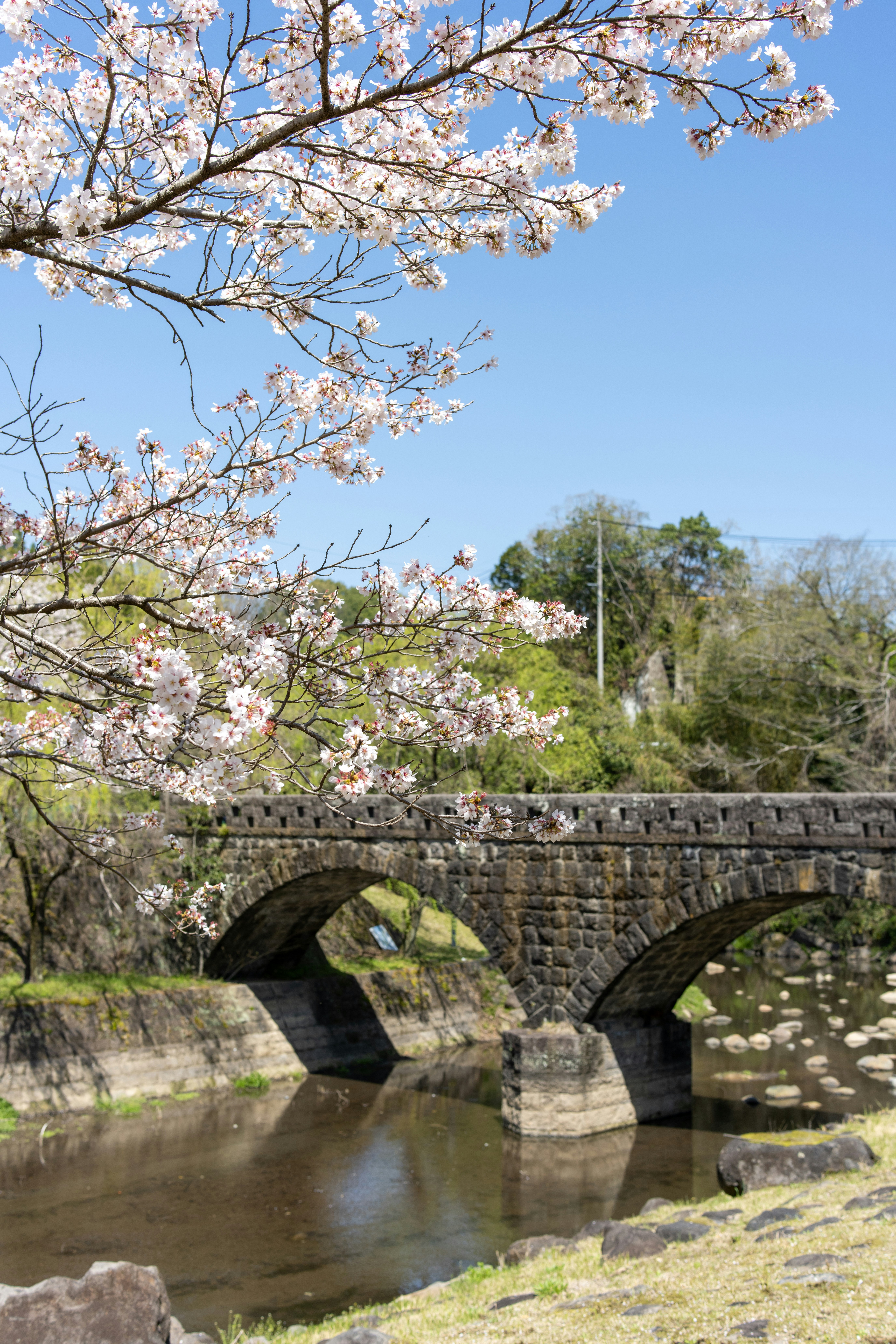 Cherry Bloom Frame Around a Timeless Stone Bridge by a Quiet River