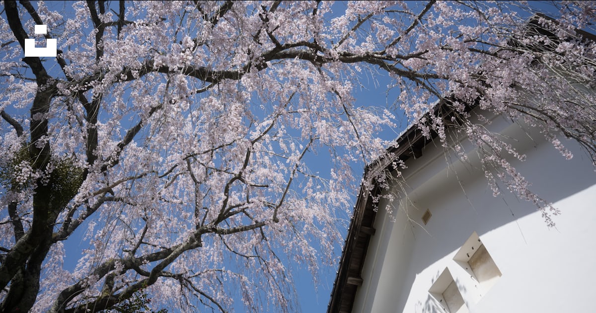 白い建物の前にピンクの花が咲く木の写真 Unsplashの無料花写真