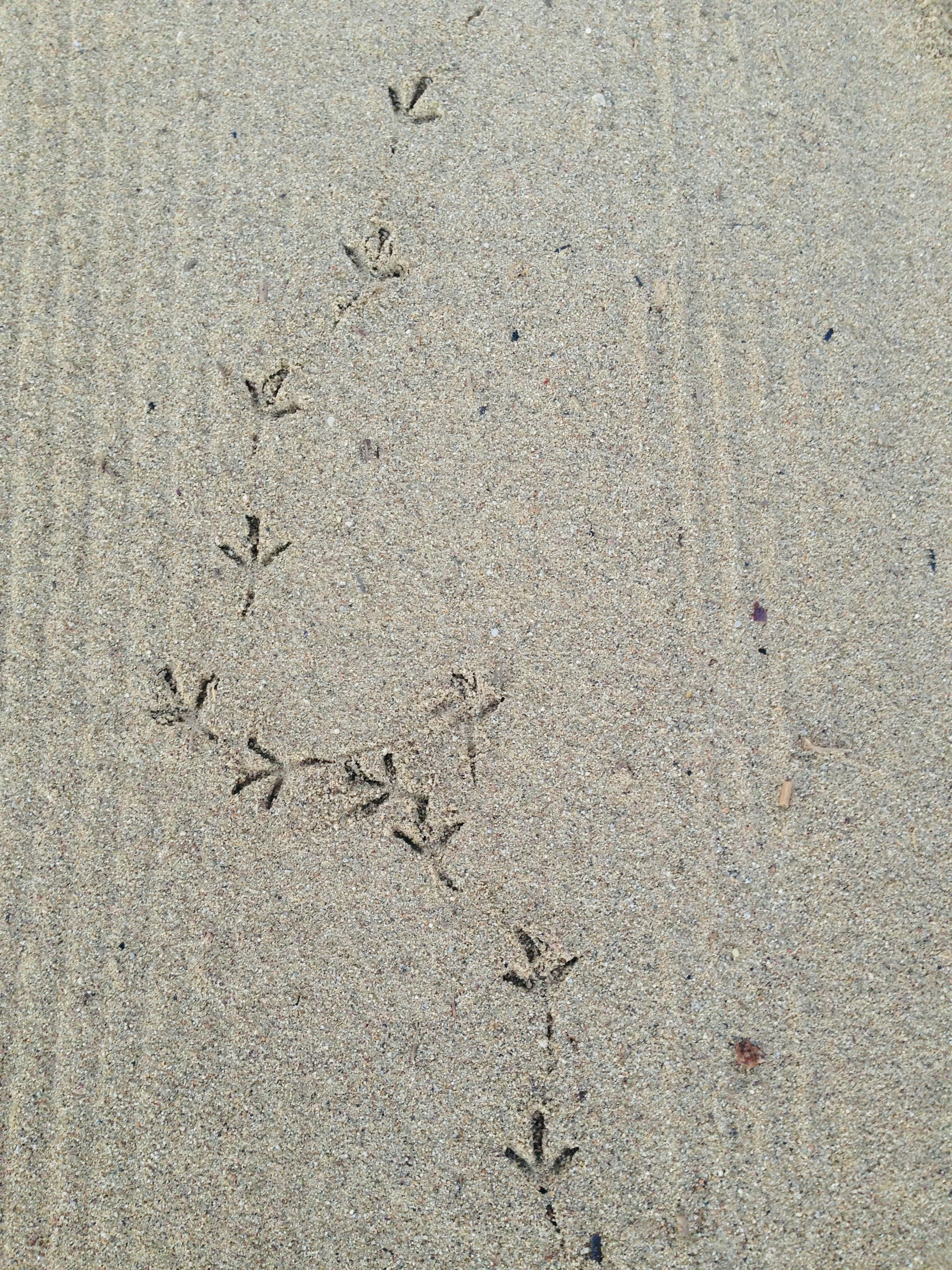 Bird footprints create a winding pattern in smooth sand.