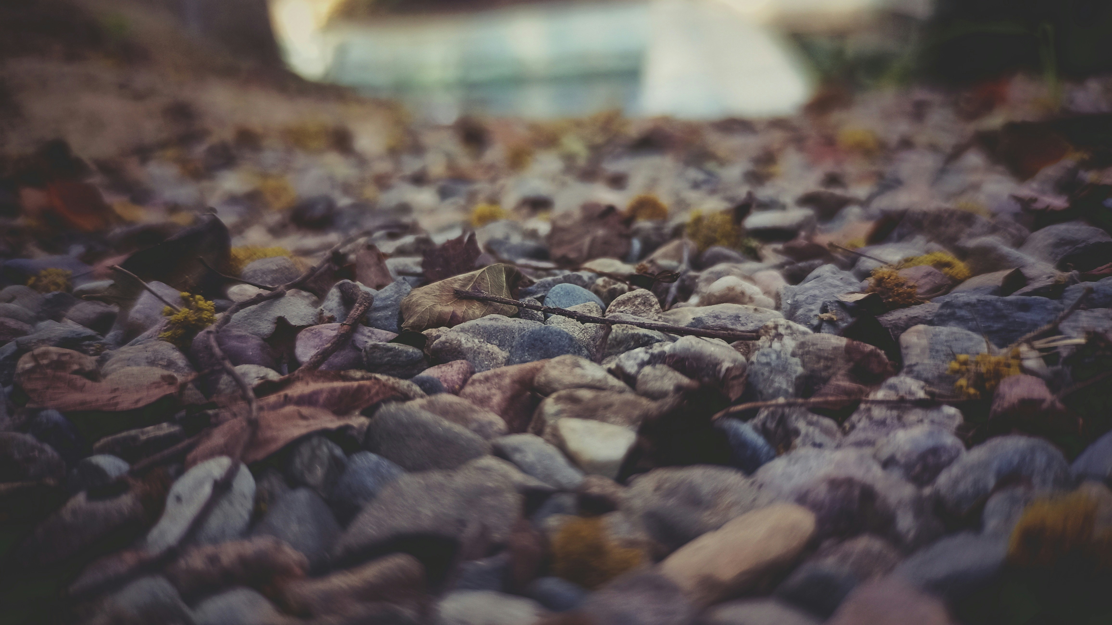 A close up of rocks and plants with a blurry background photo – Free ...