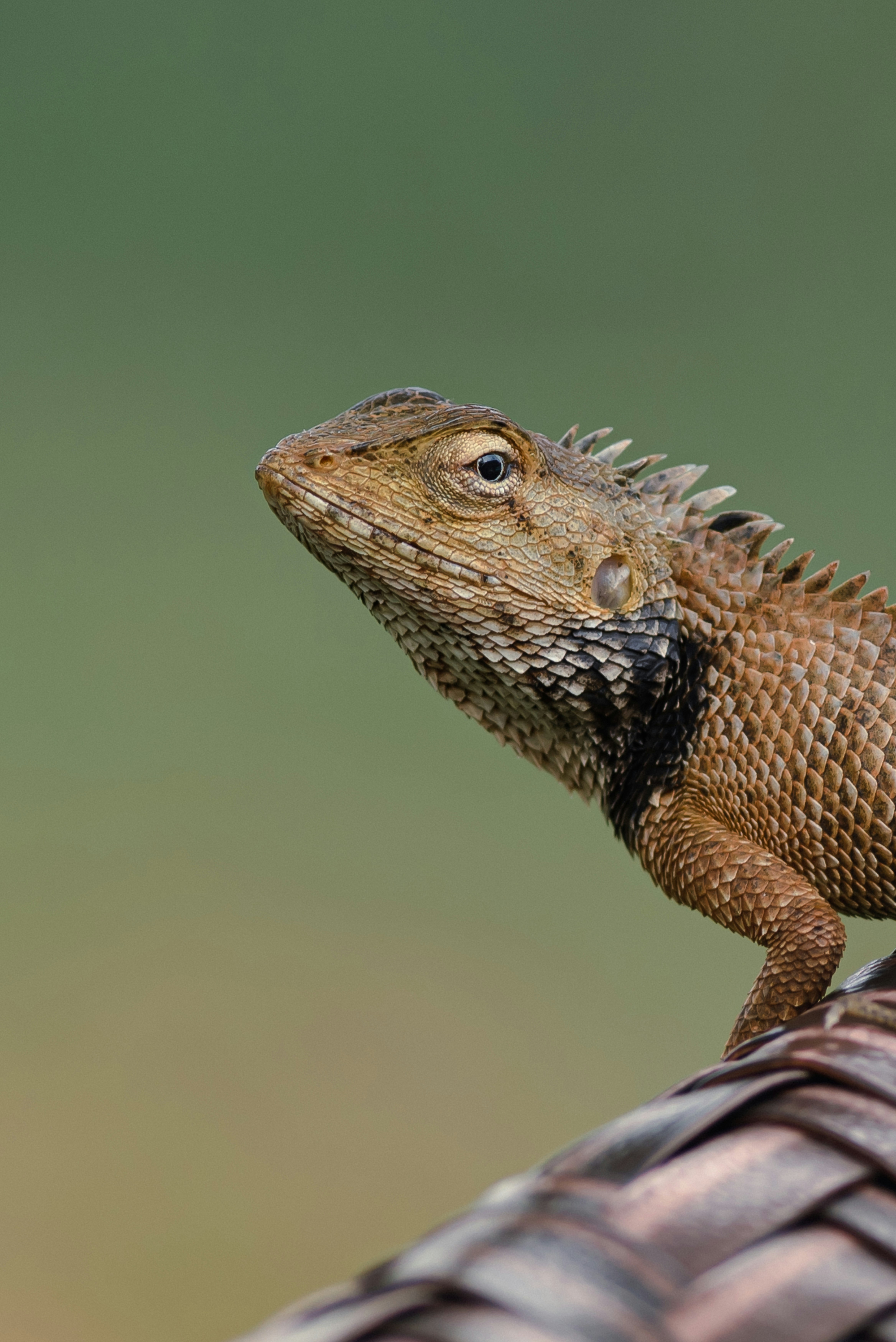 A close up of a lizard on a tire photo – Free Reptile Image on Unsplash