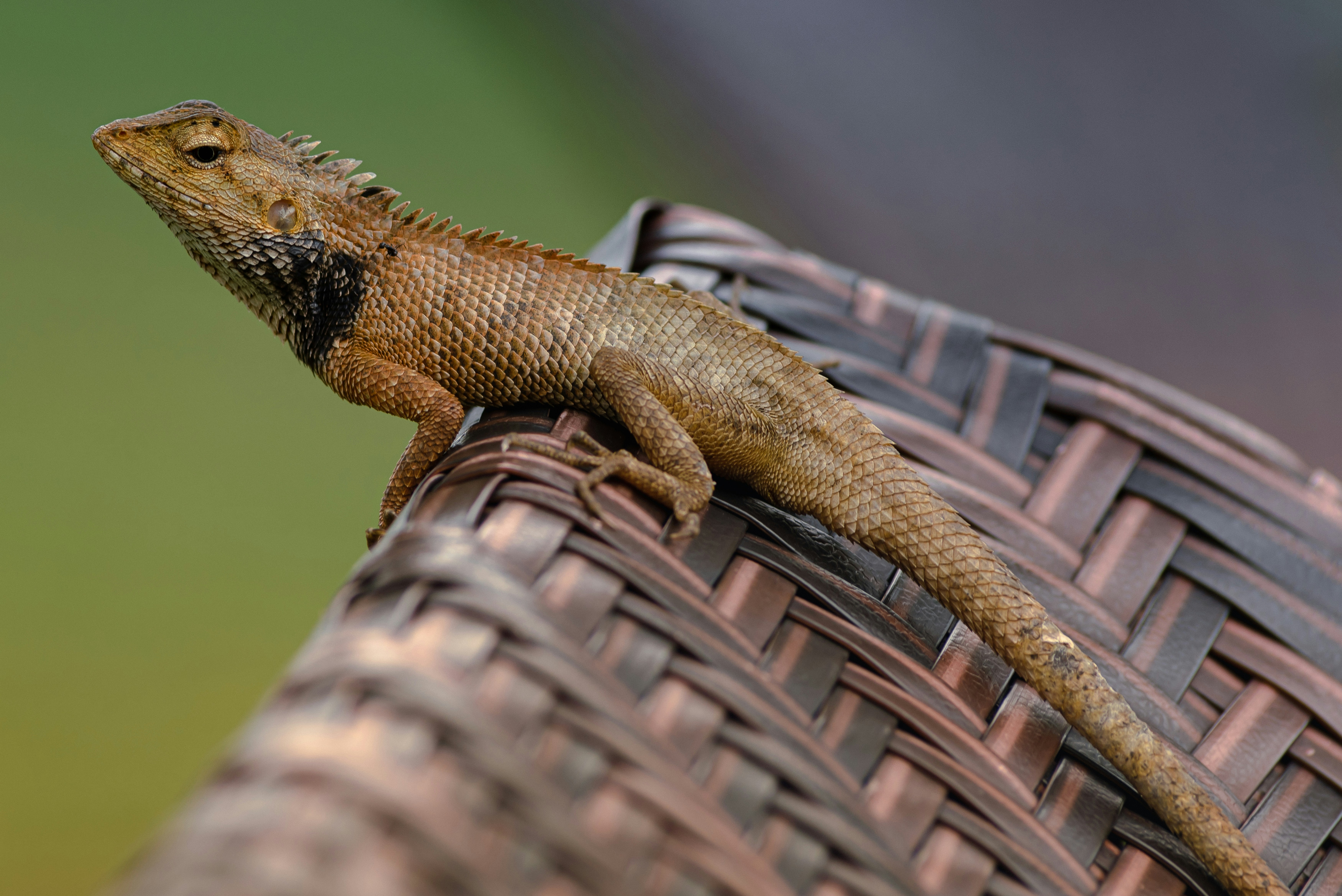 A lizard is sitting on top of a wicker basket photo – Free Kijal Image ...