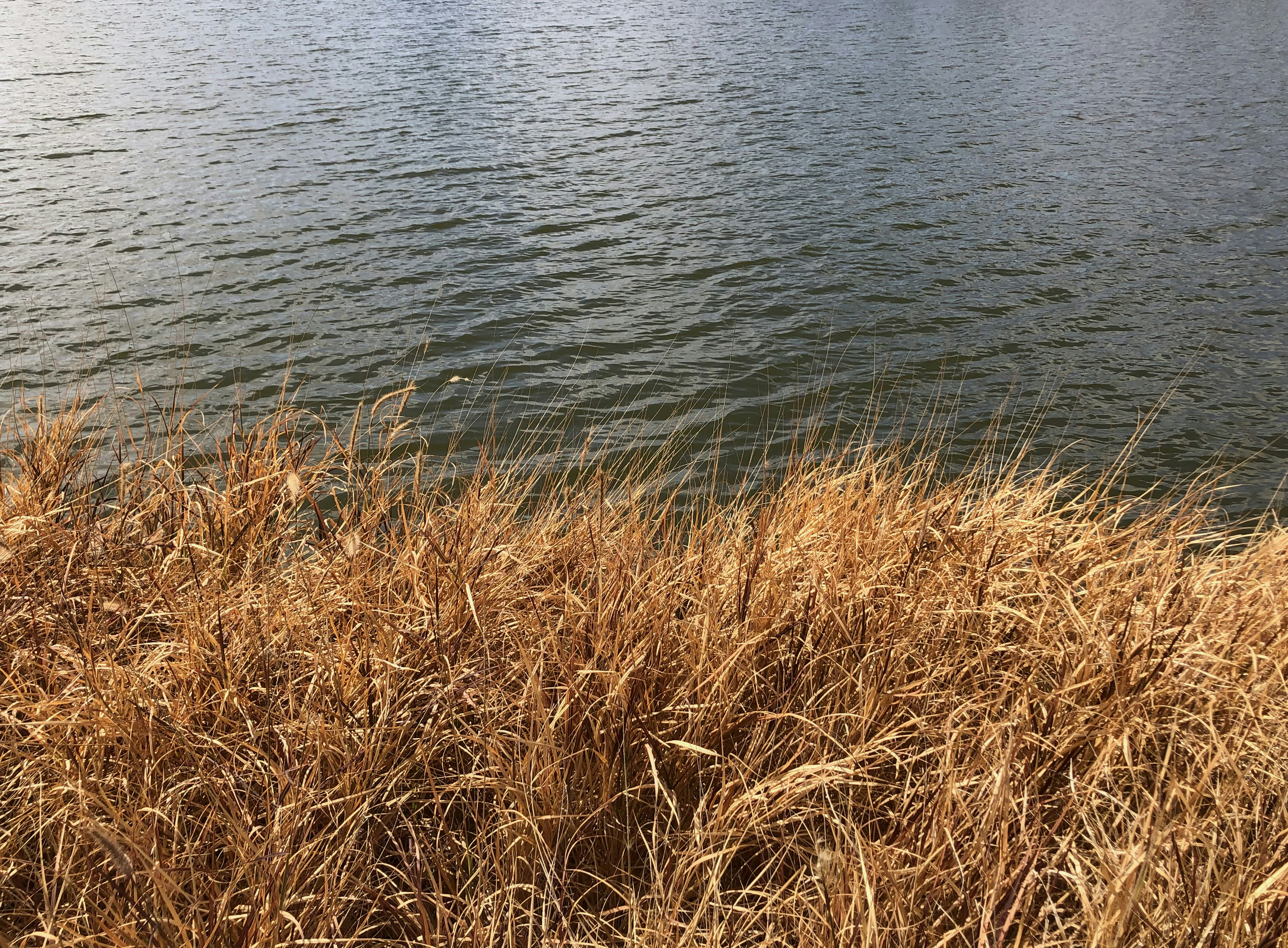 Dry golden grass lining the edge of a calm water body with gentle ripples.