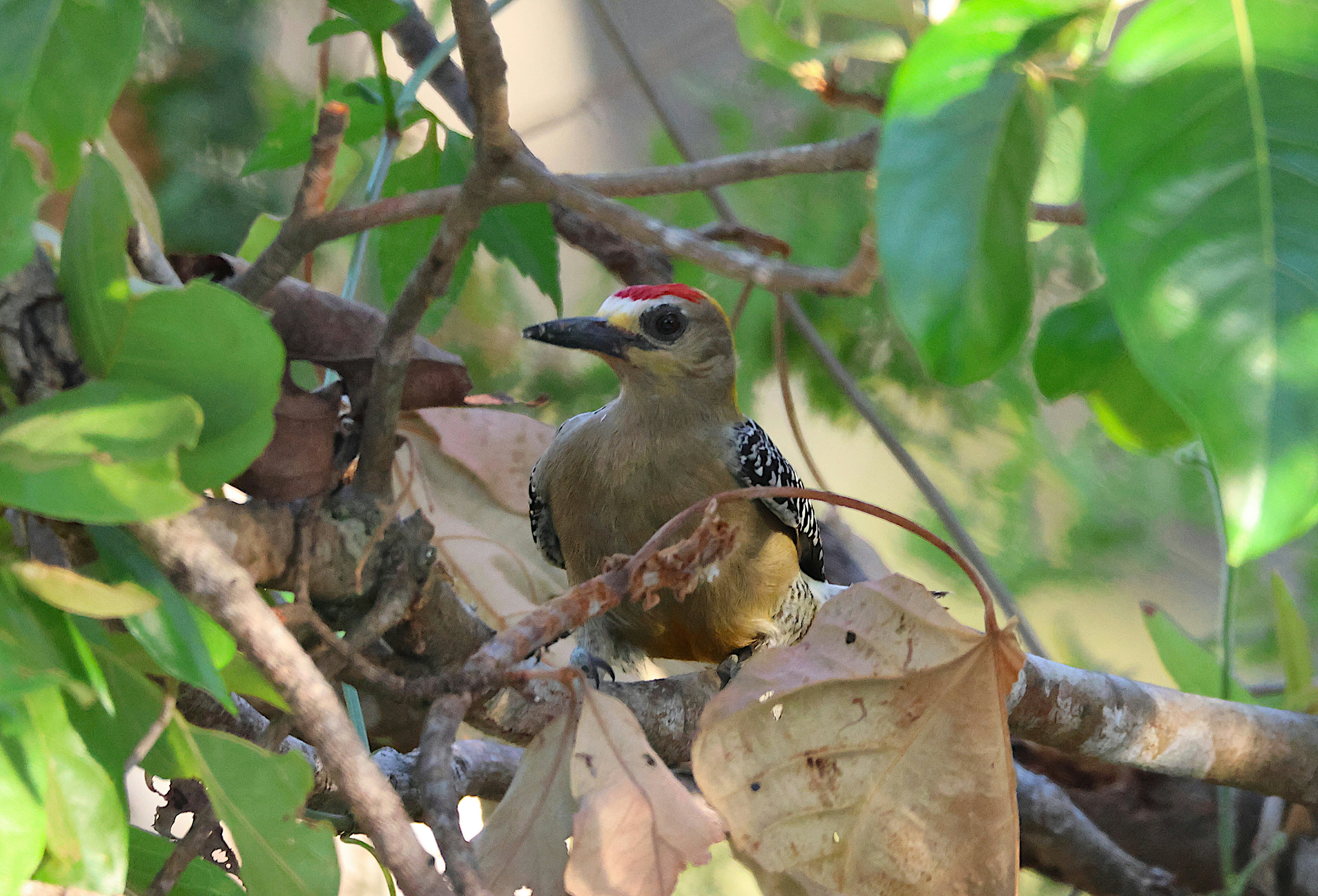 Red-crowned Woodpecker in a sun-dappled canopy tangle
