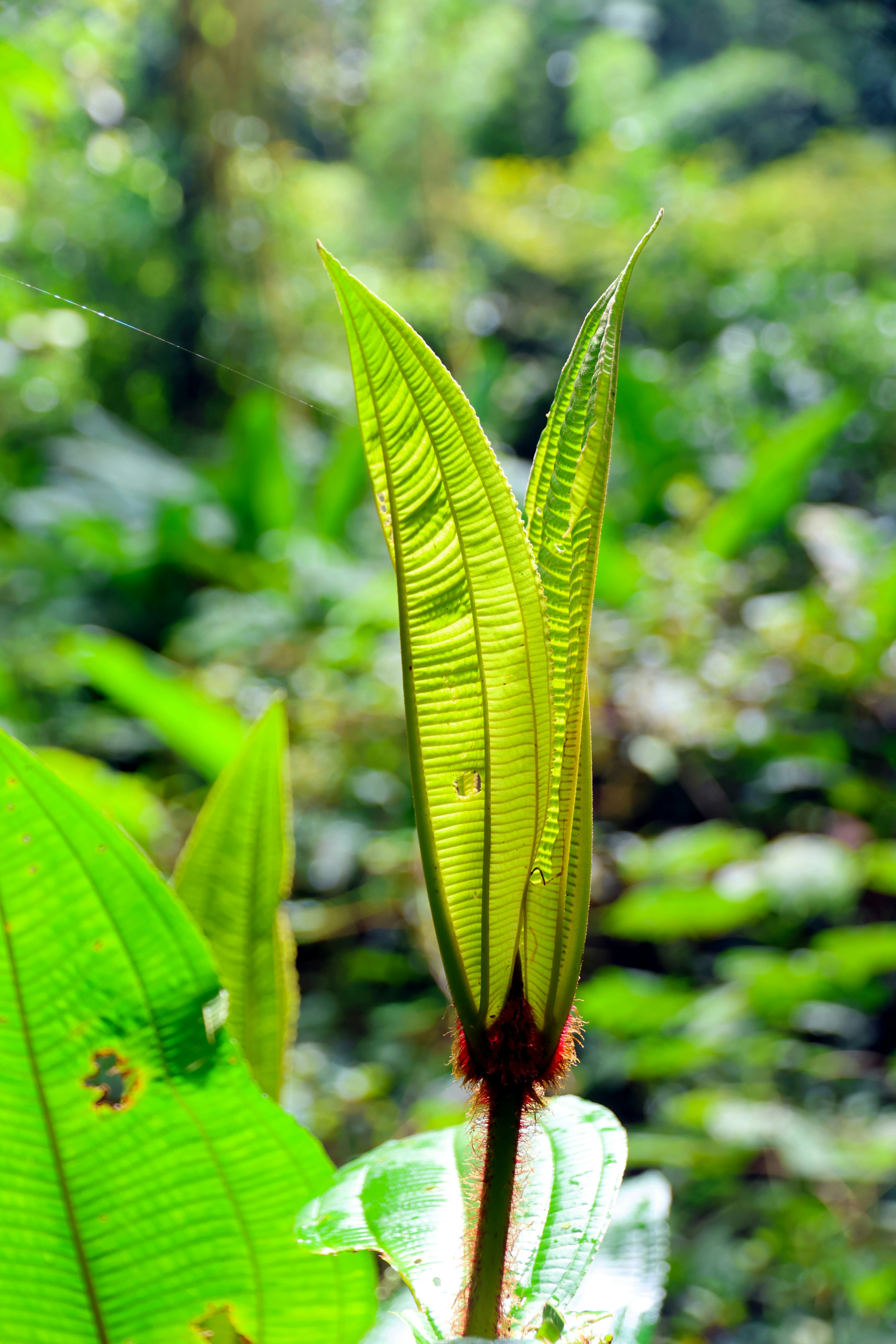 Monteverde, Costa Rica, Feb 2023
