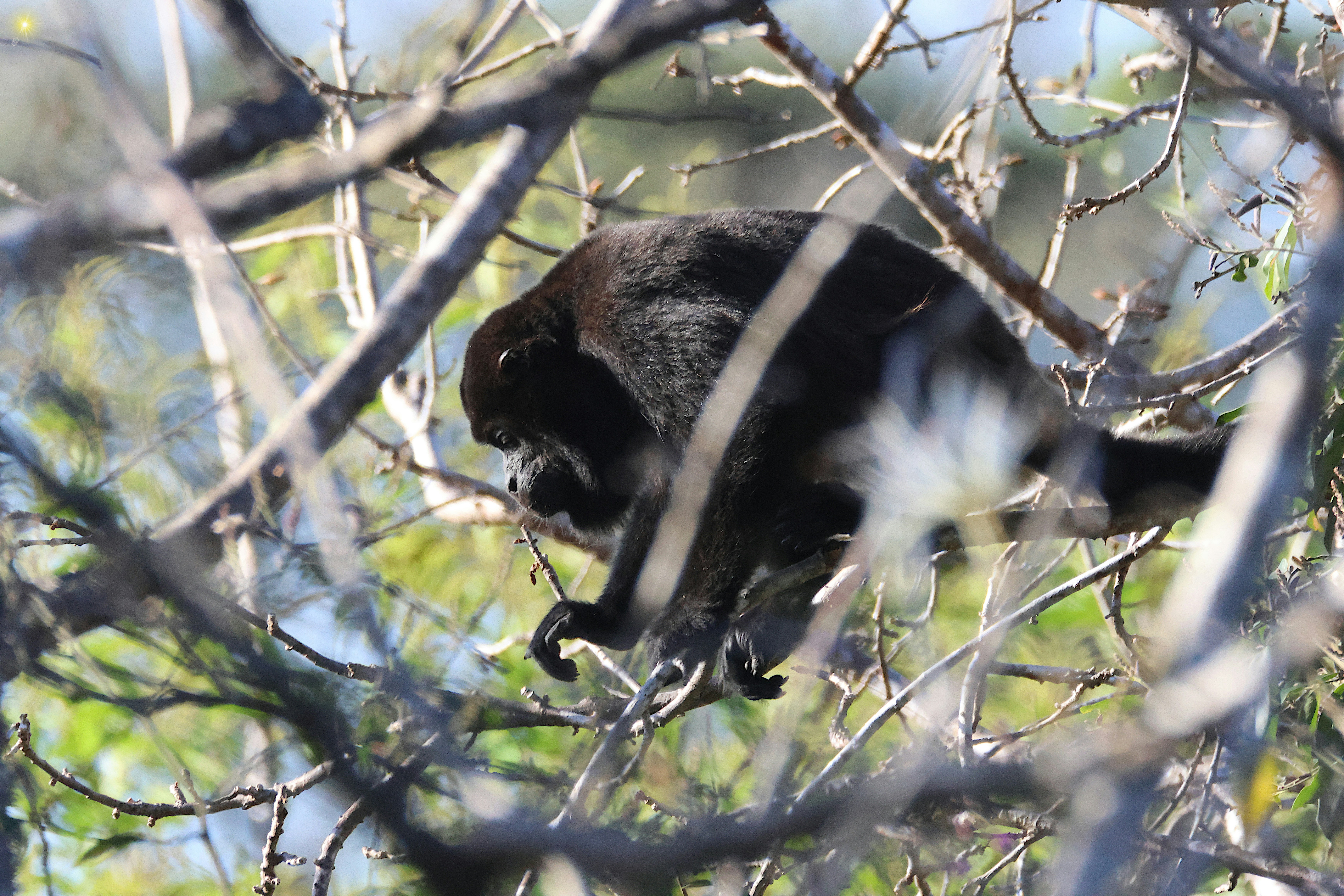 Mid-Tree Silhouette: A Black Cat-like Crest Hidden Among Branches