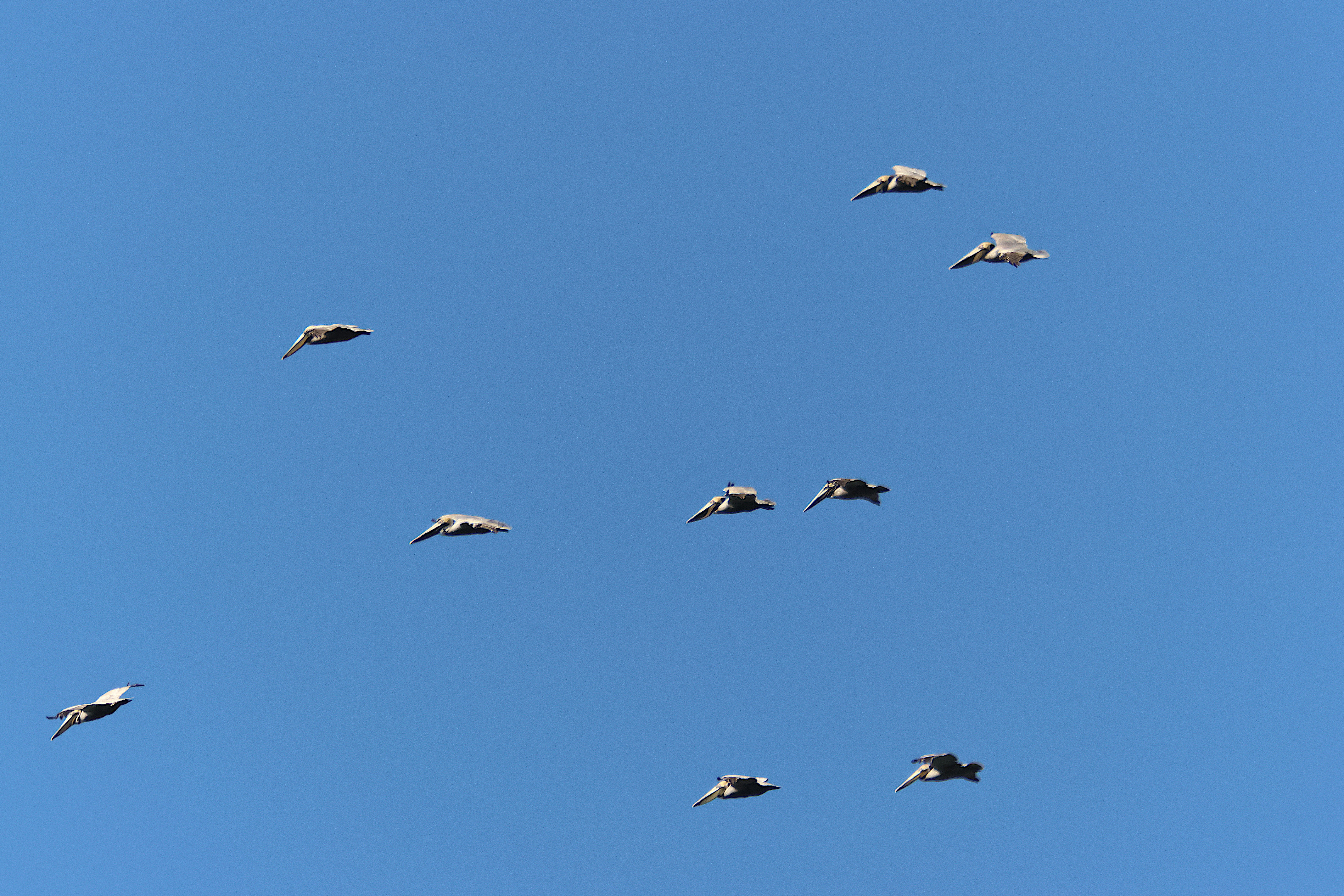 Flock of Pelicans, San Juanillo, Costa Rica, Feb 2023