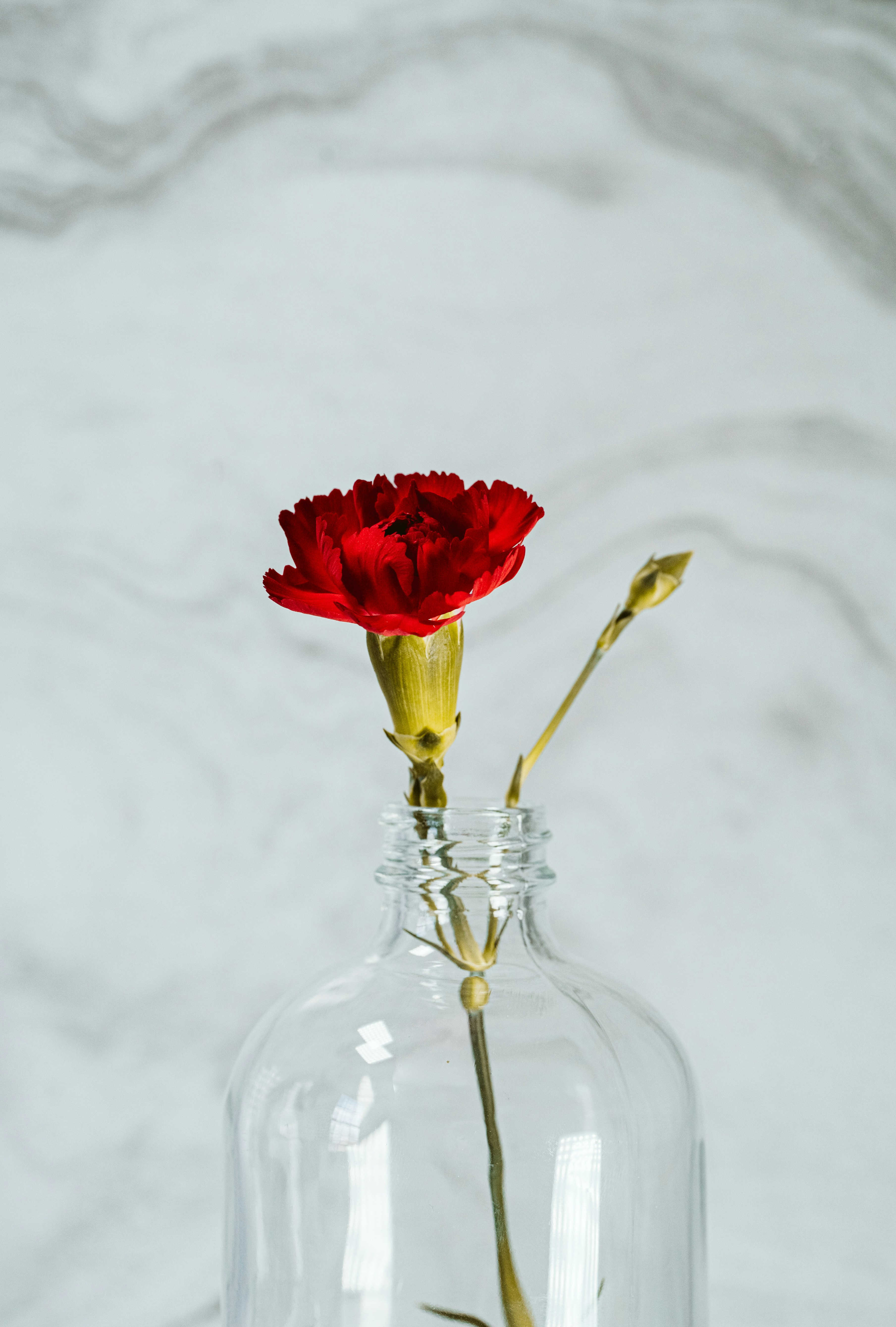 Crimson Carnation Rising from a Glass Bottle Against Marble Minimalism