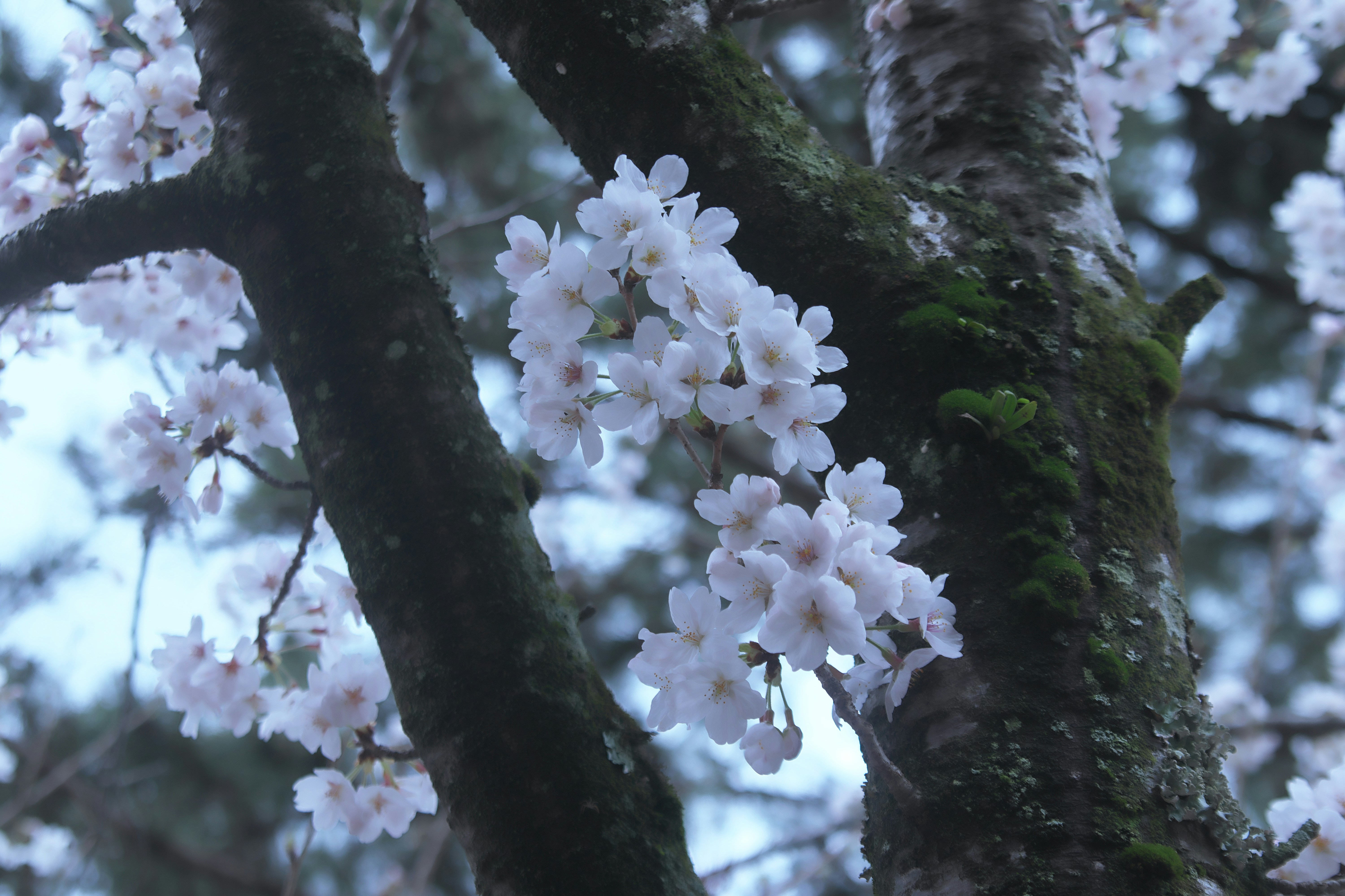 a close up of a tree with white flowers