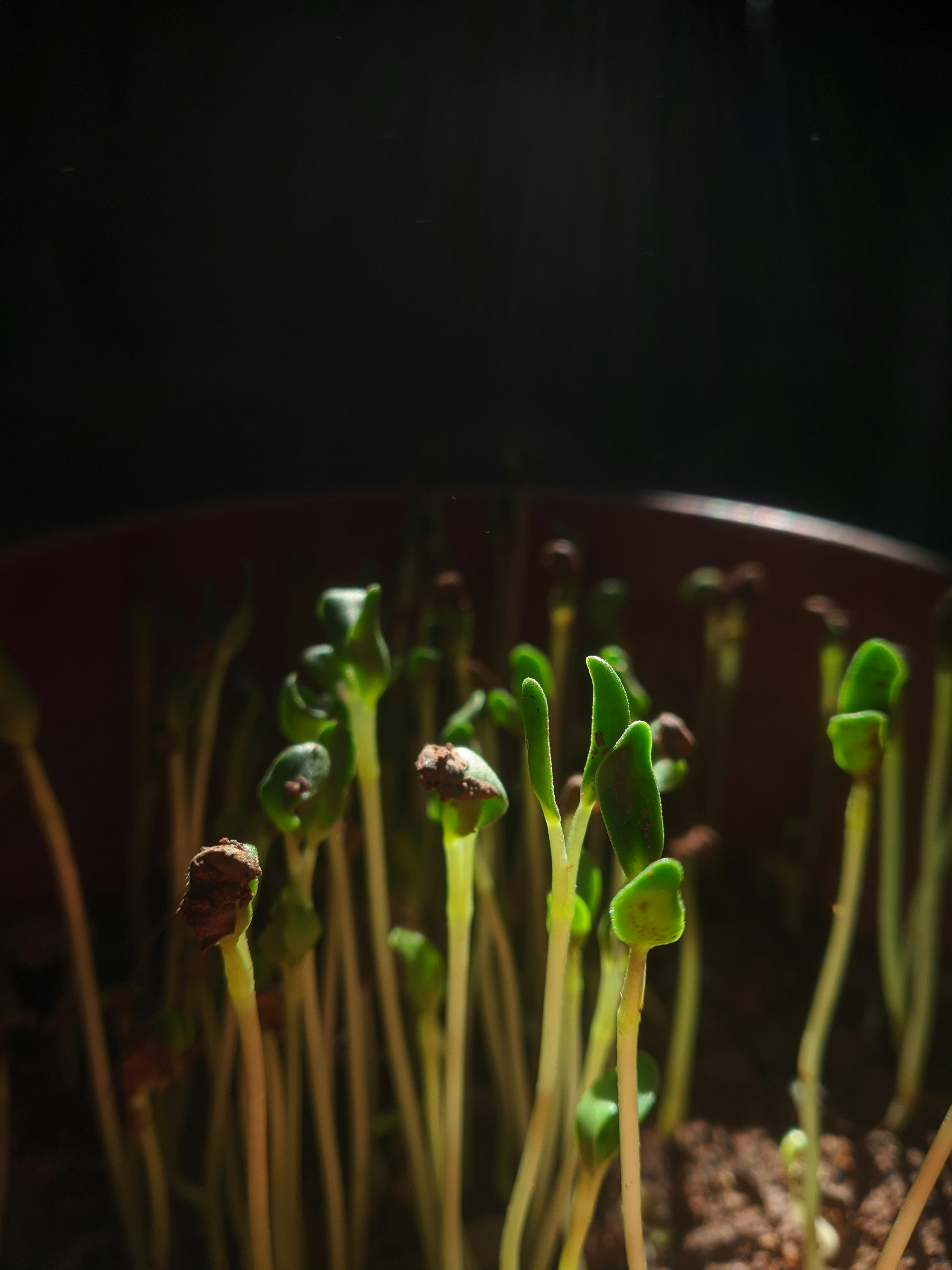 Close-up of tall pale stems with bright green cotyledons rising from soil in a brown pot, illuminated by a focused beam against a dark background.