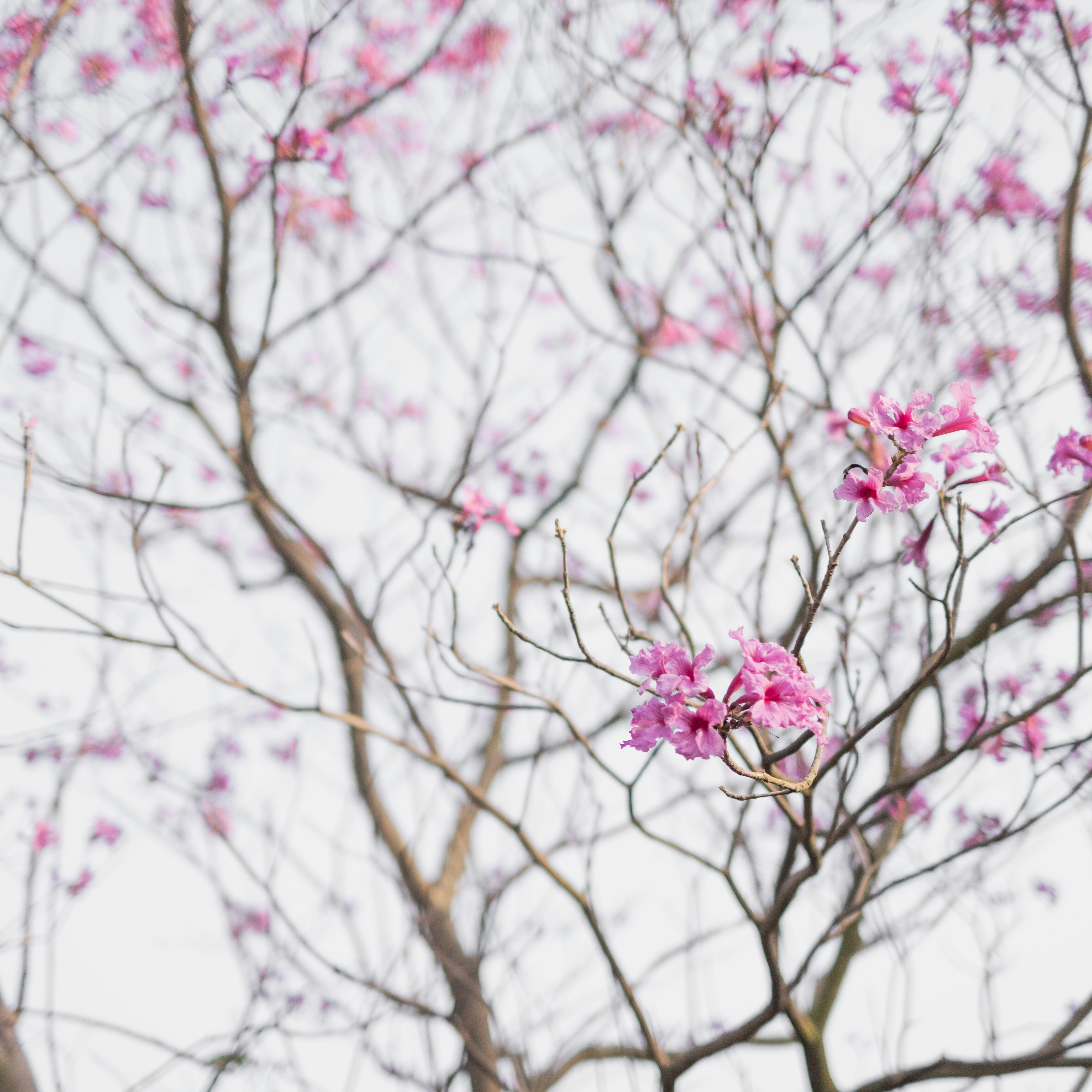 Petals in the Lace of Winter Branches