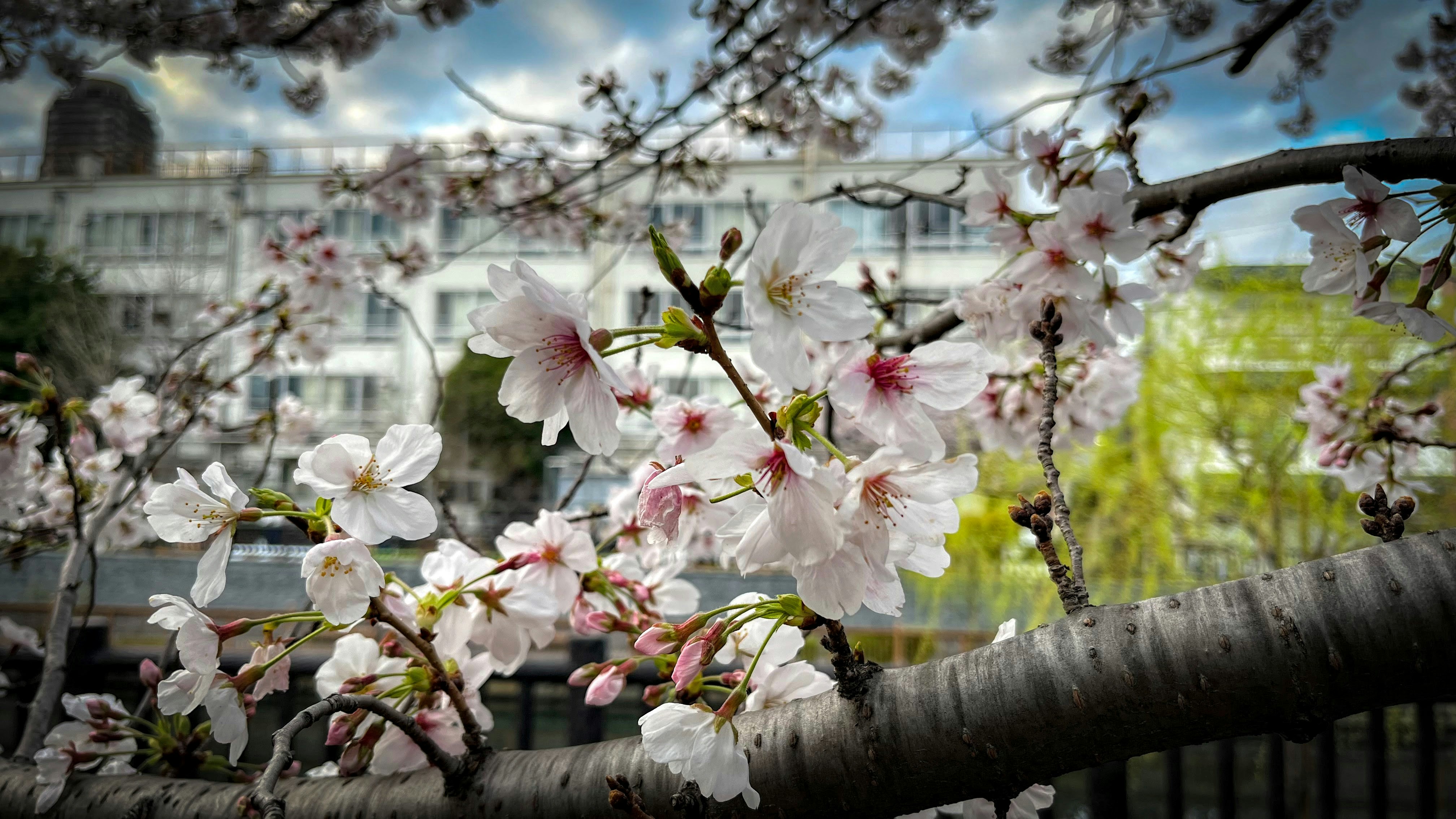 A branch of a cherry tree with white flowers photo – Free Flowers Image ...