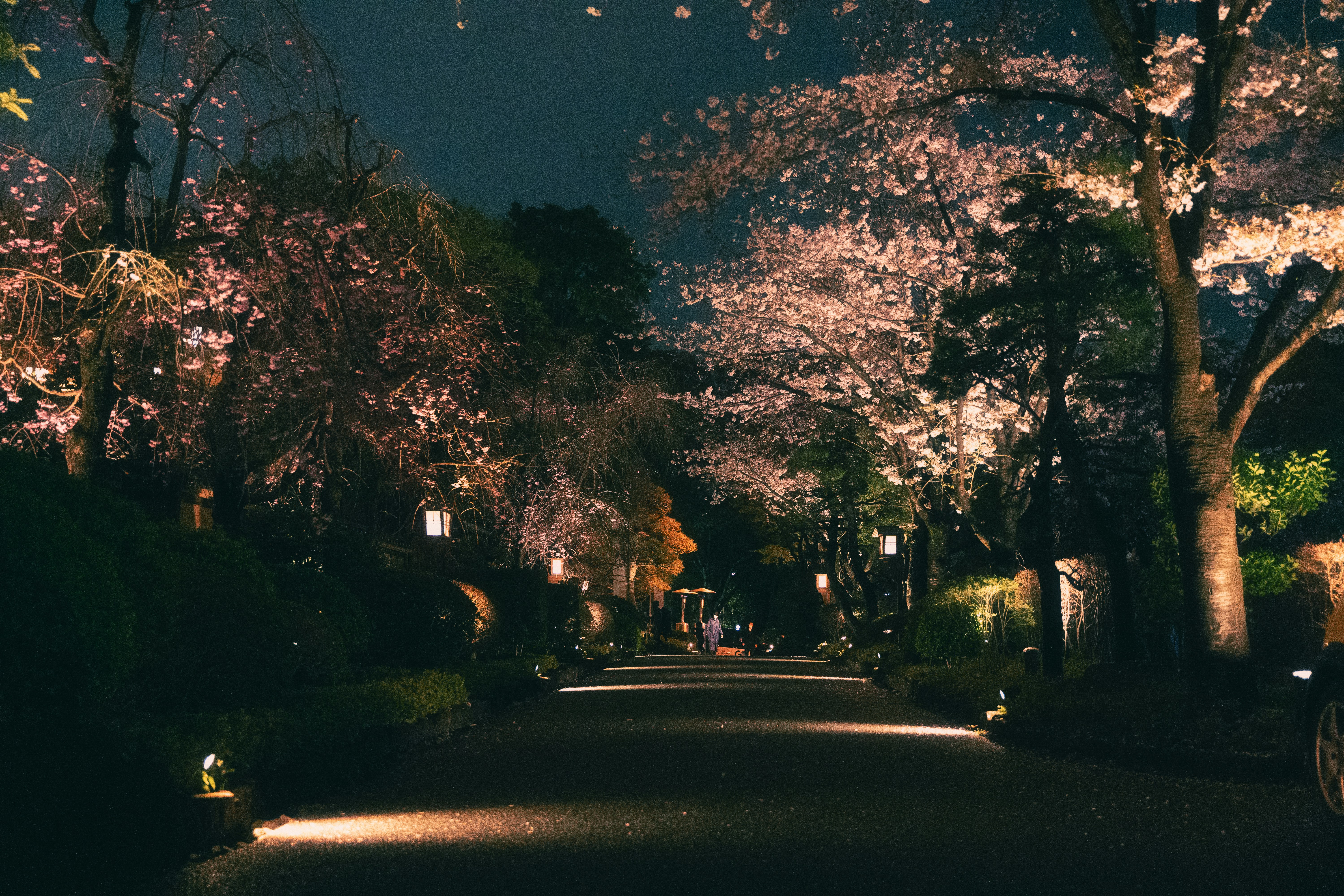 Midnight Cherry Blossom Lane: A Lantern-Lit Walk Through Pink Canopies