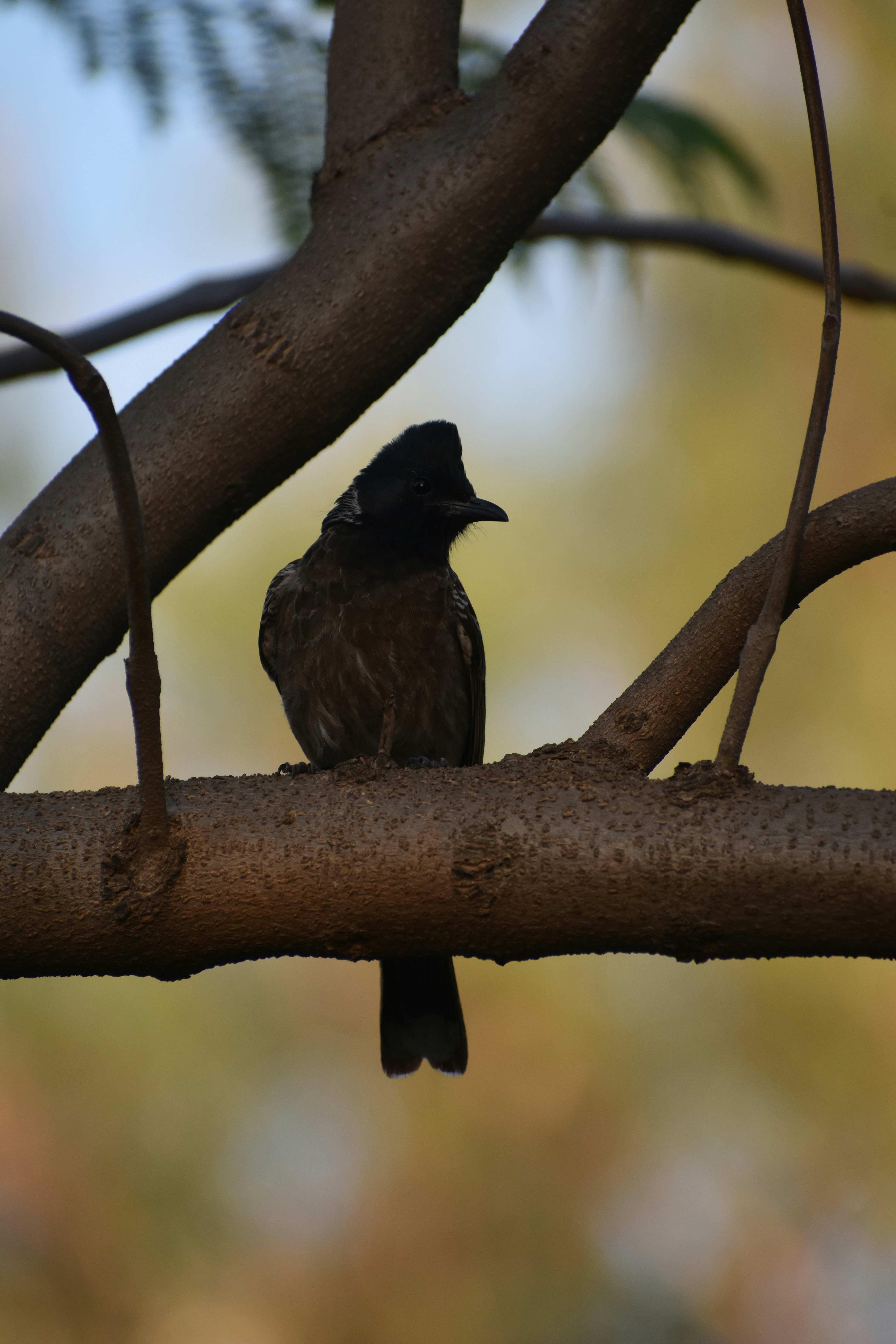 a bird sitting on a branch of a tree