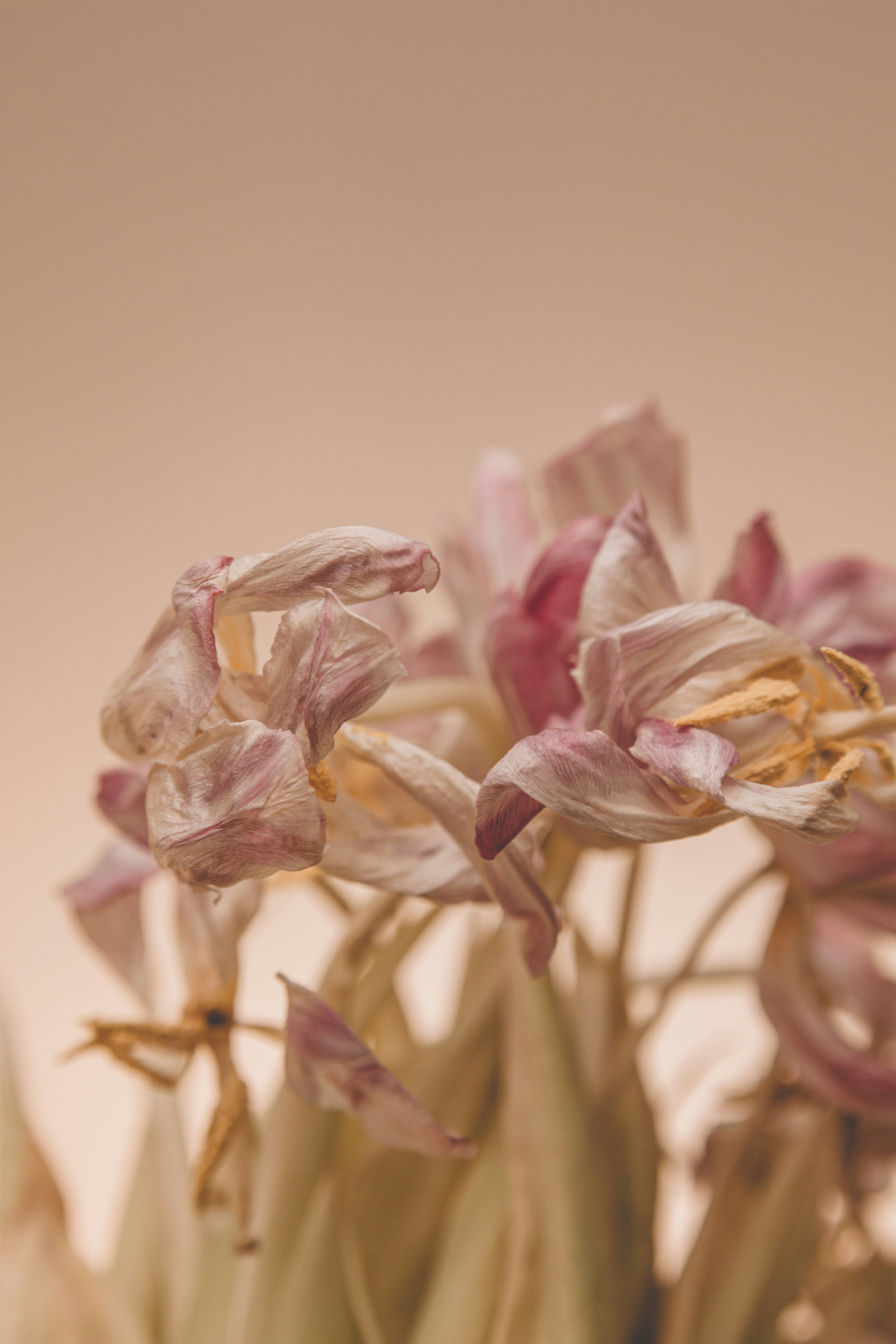 a vase filled with pink flowers on top of a table
