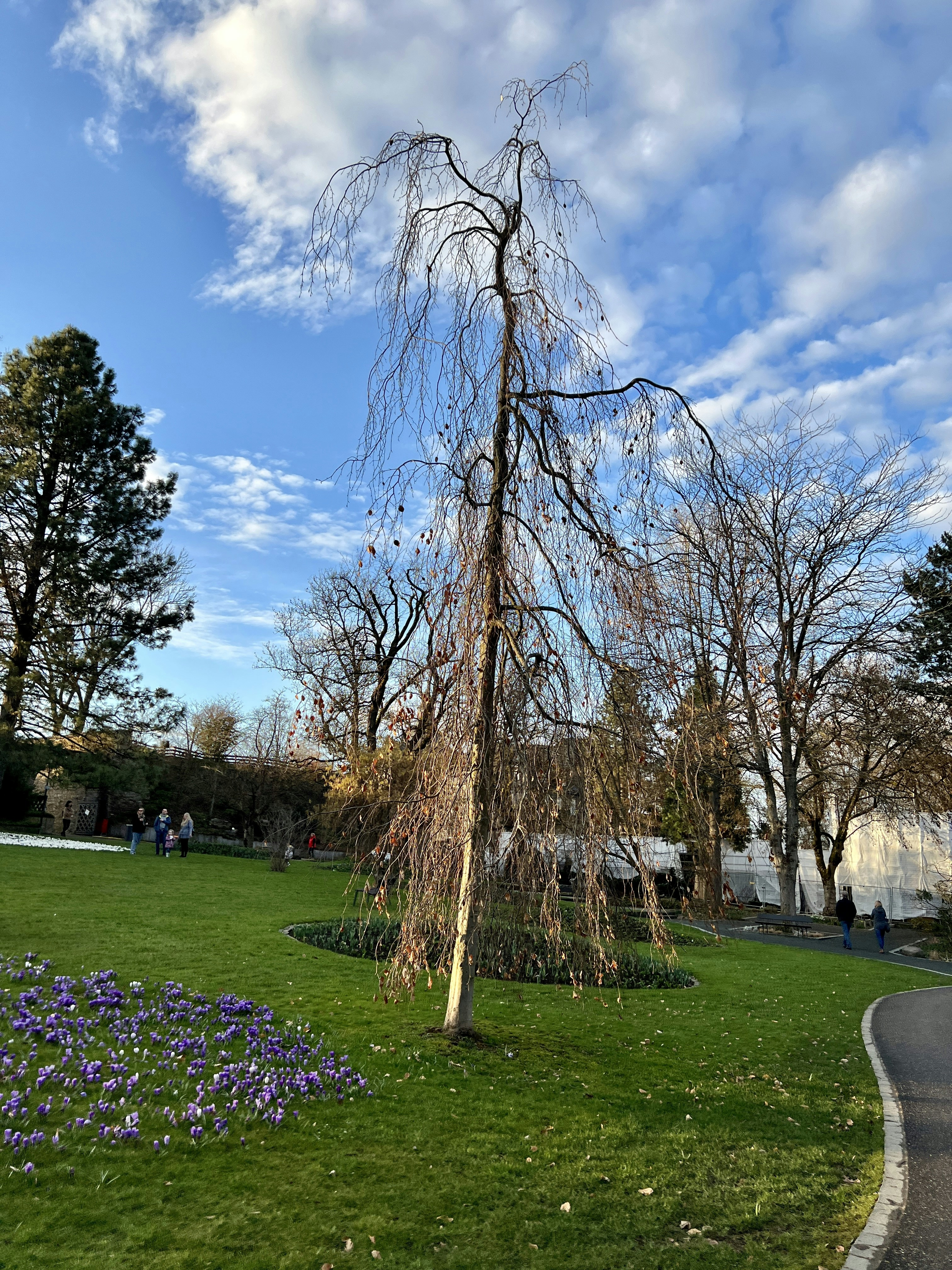 Weeping Sentinel: The Leafless Tree Framing a Quiet Park Scene