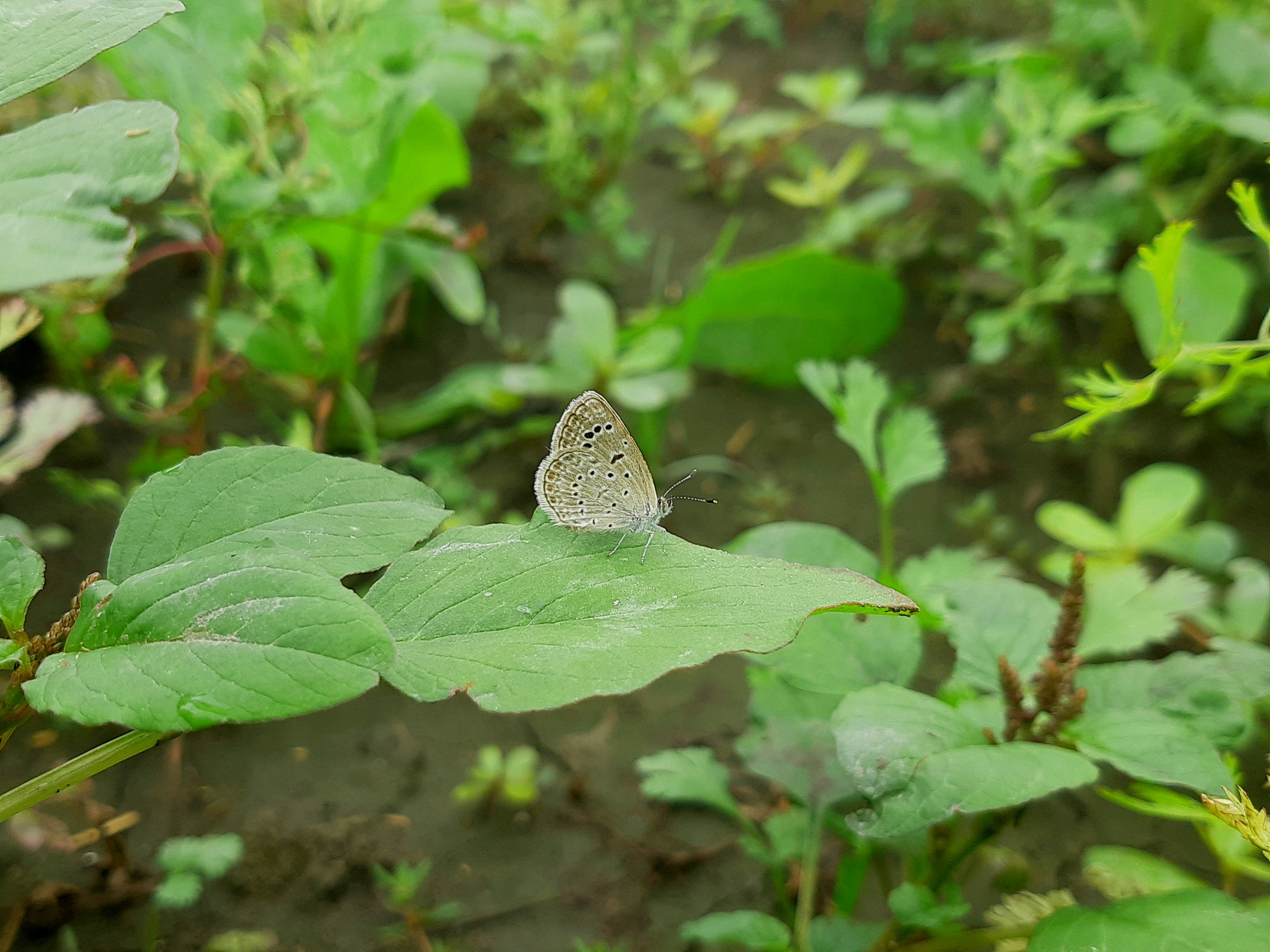 A speckled brown butterfly rests on a broad lime-green leaf in a garden bed, with dense foliage and moist soil in the background.
