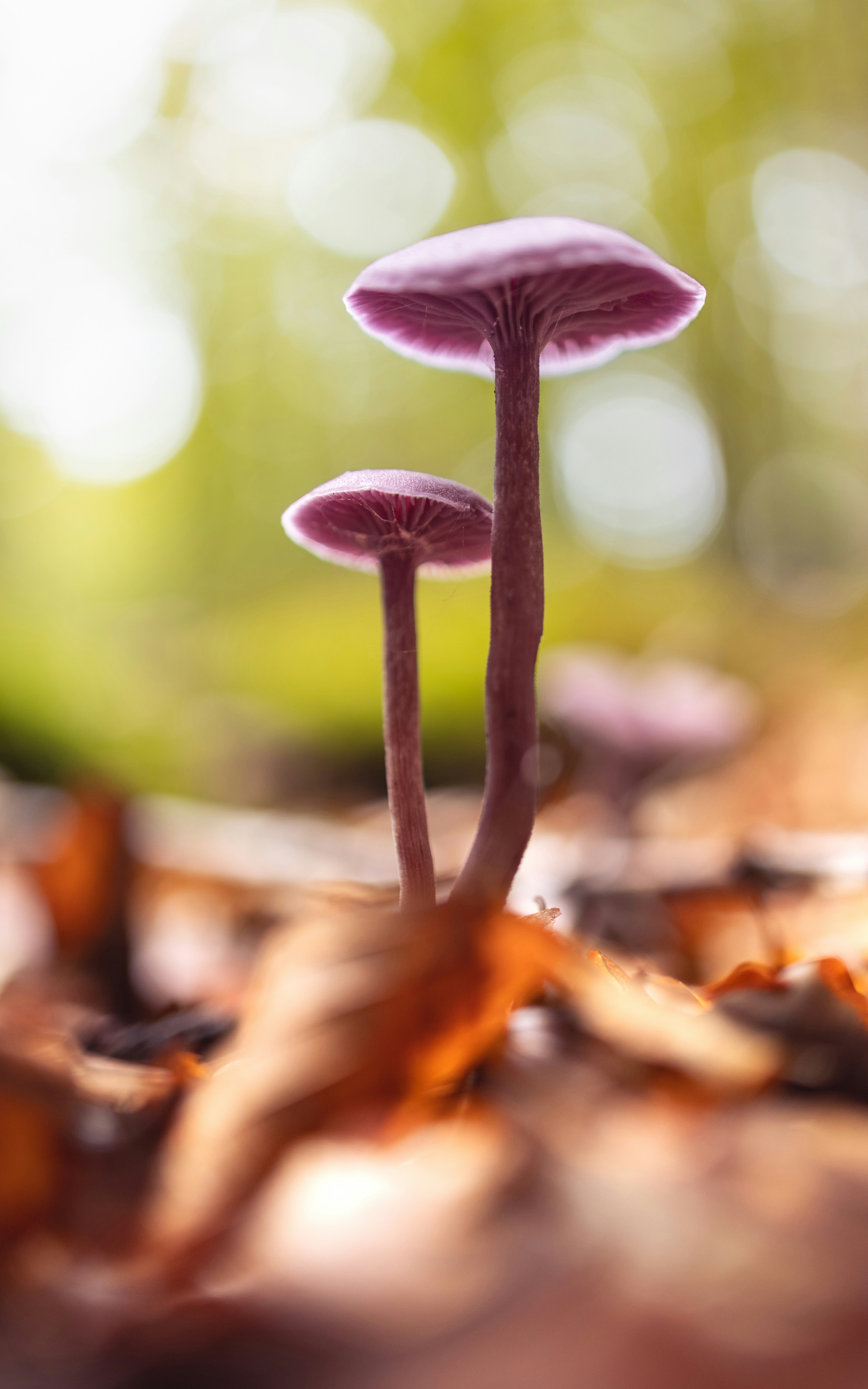 Pink-Topped Fungi in Soft-Focus Understory