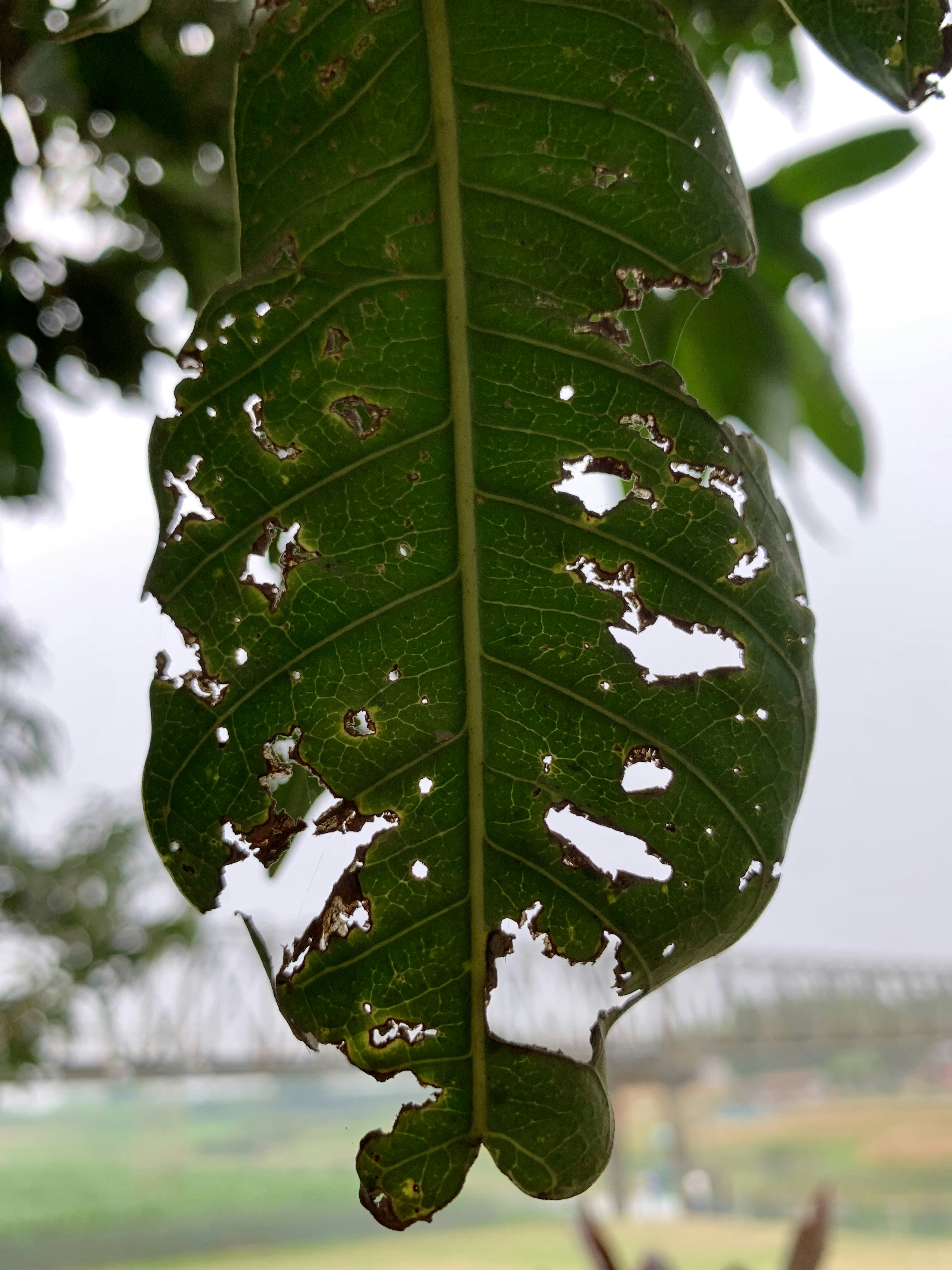 Vein Map and Bite Marks: A Close-Up of a Leaf's Weathered Edge
