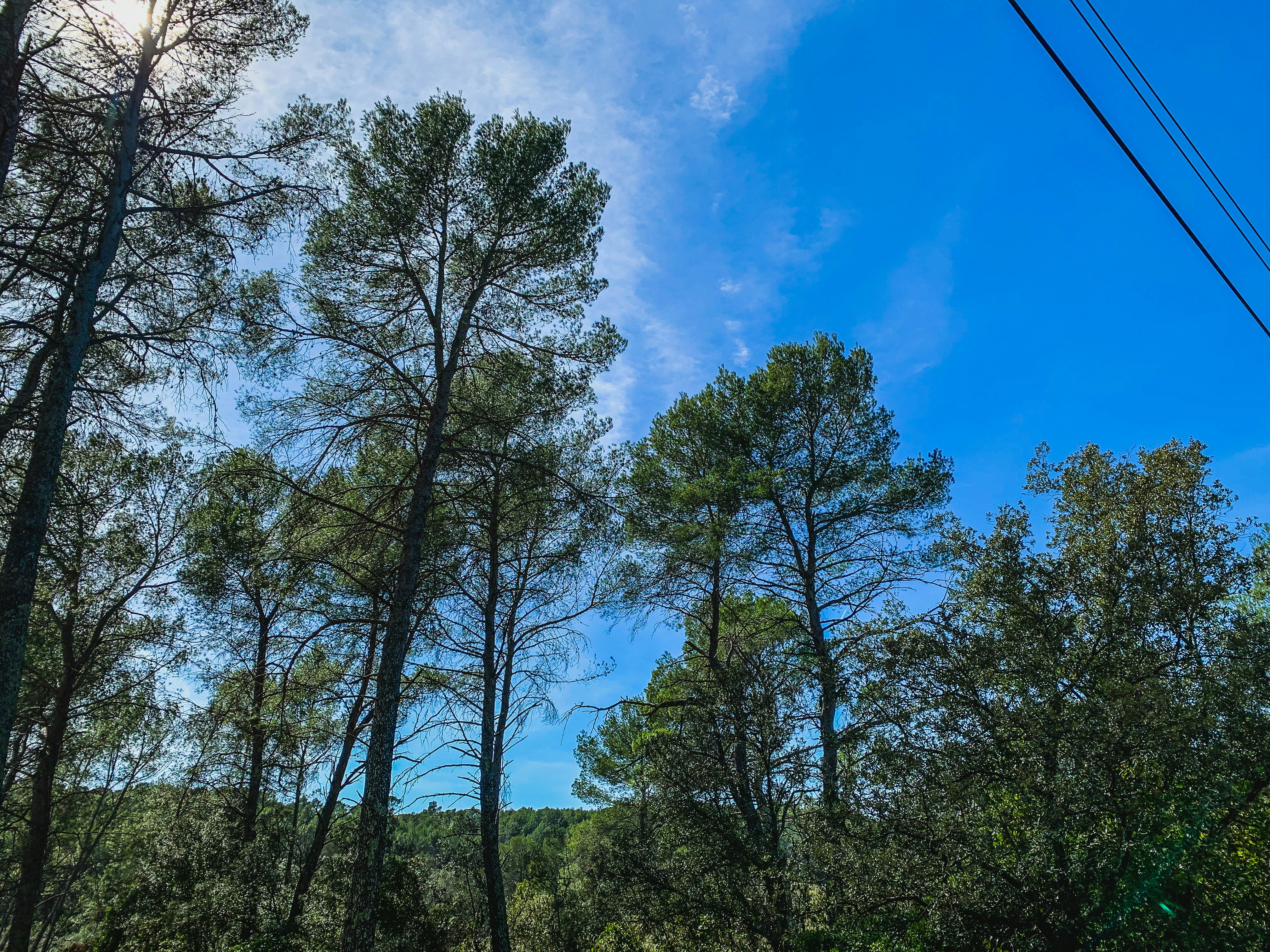 a forest filled with lots of trees under a blue sky