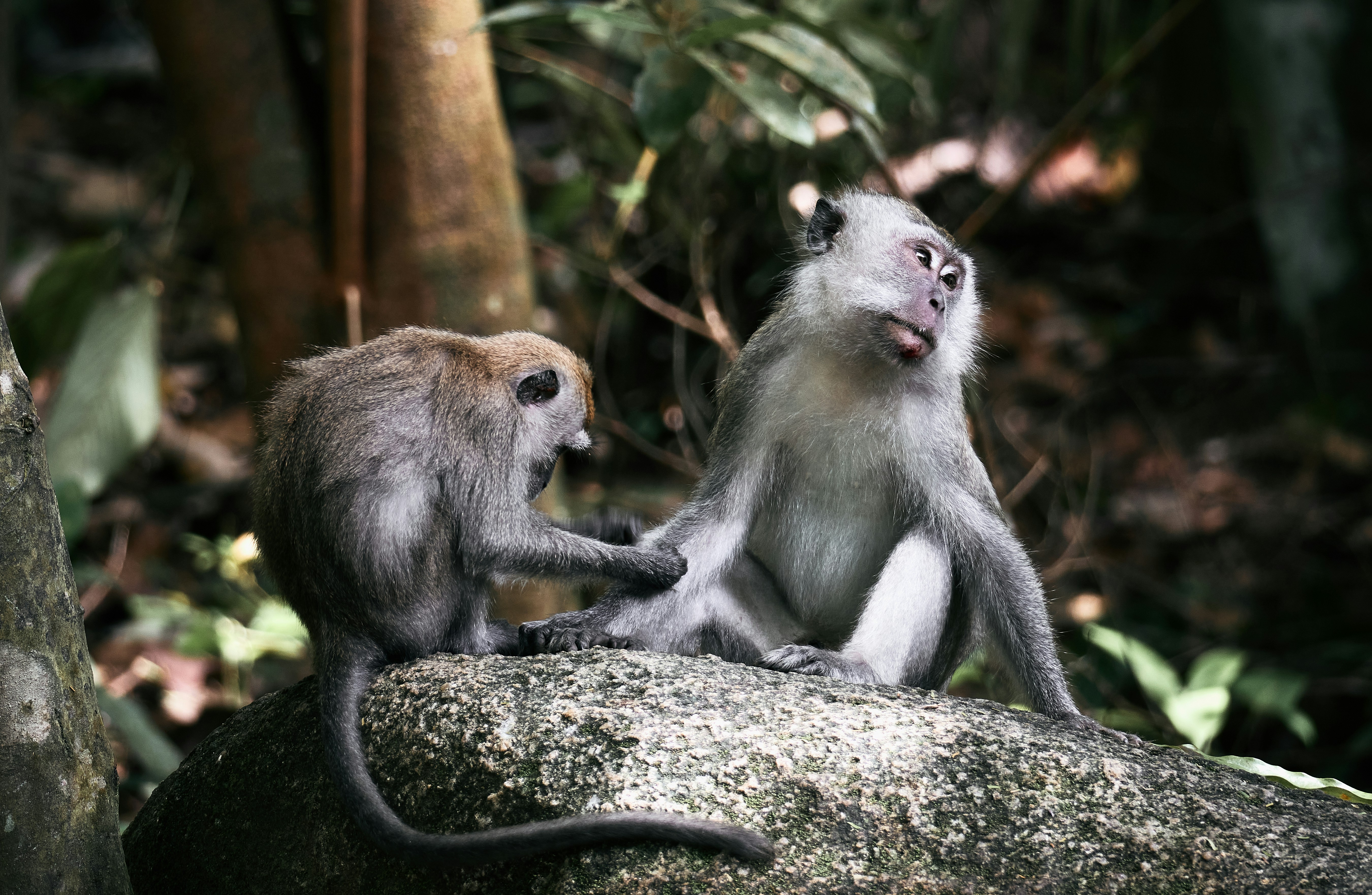 a couple of monkeys sitting on top of a rock